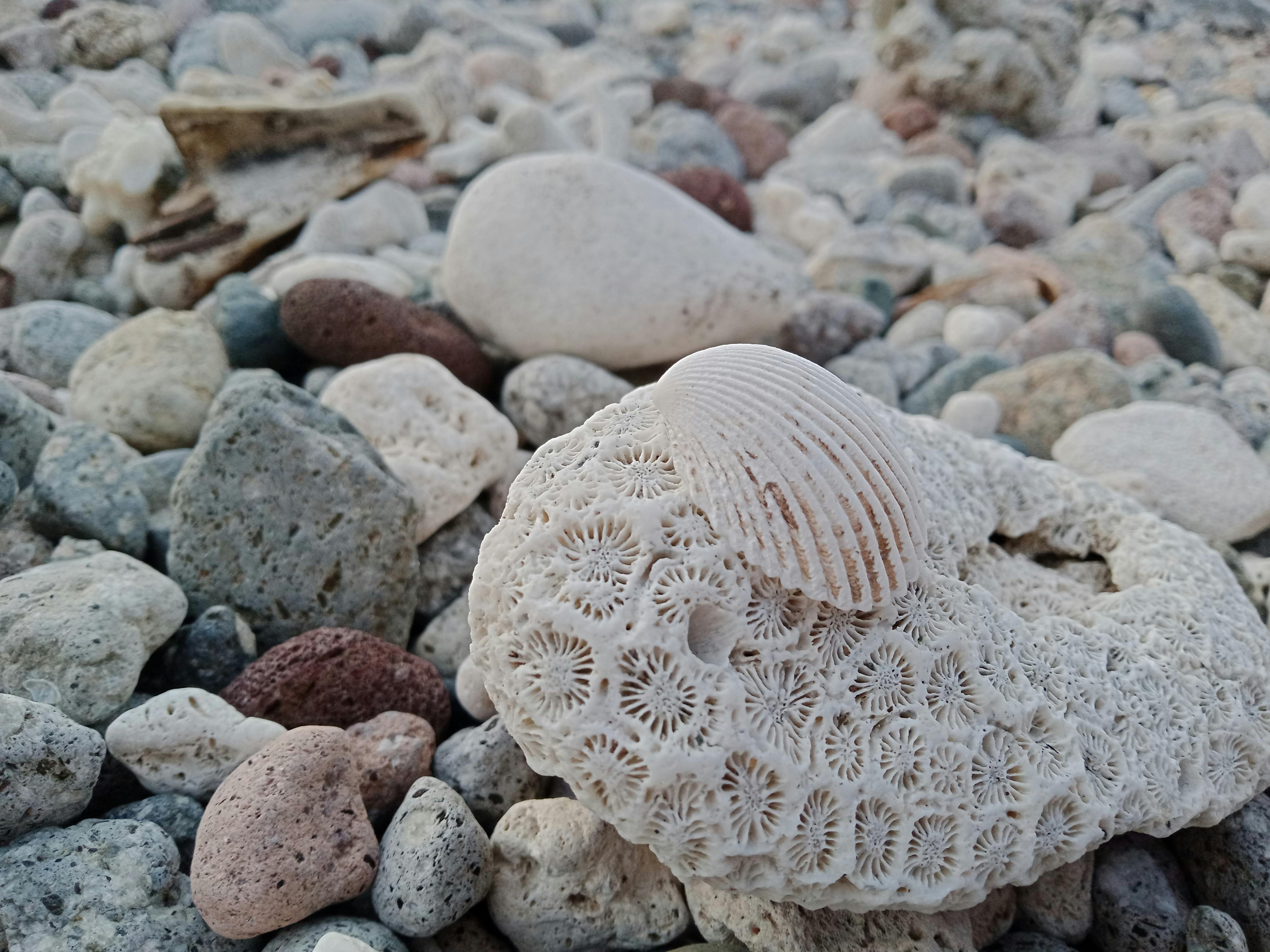 little sea shell, seaside · Free Stock Photo