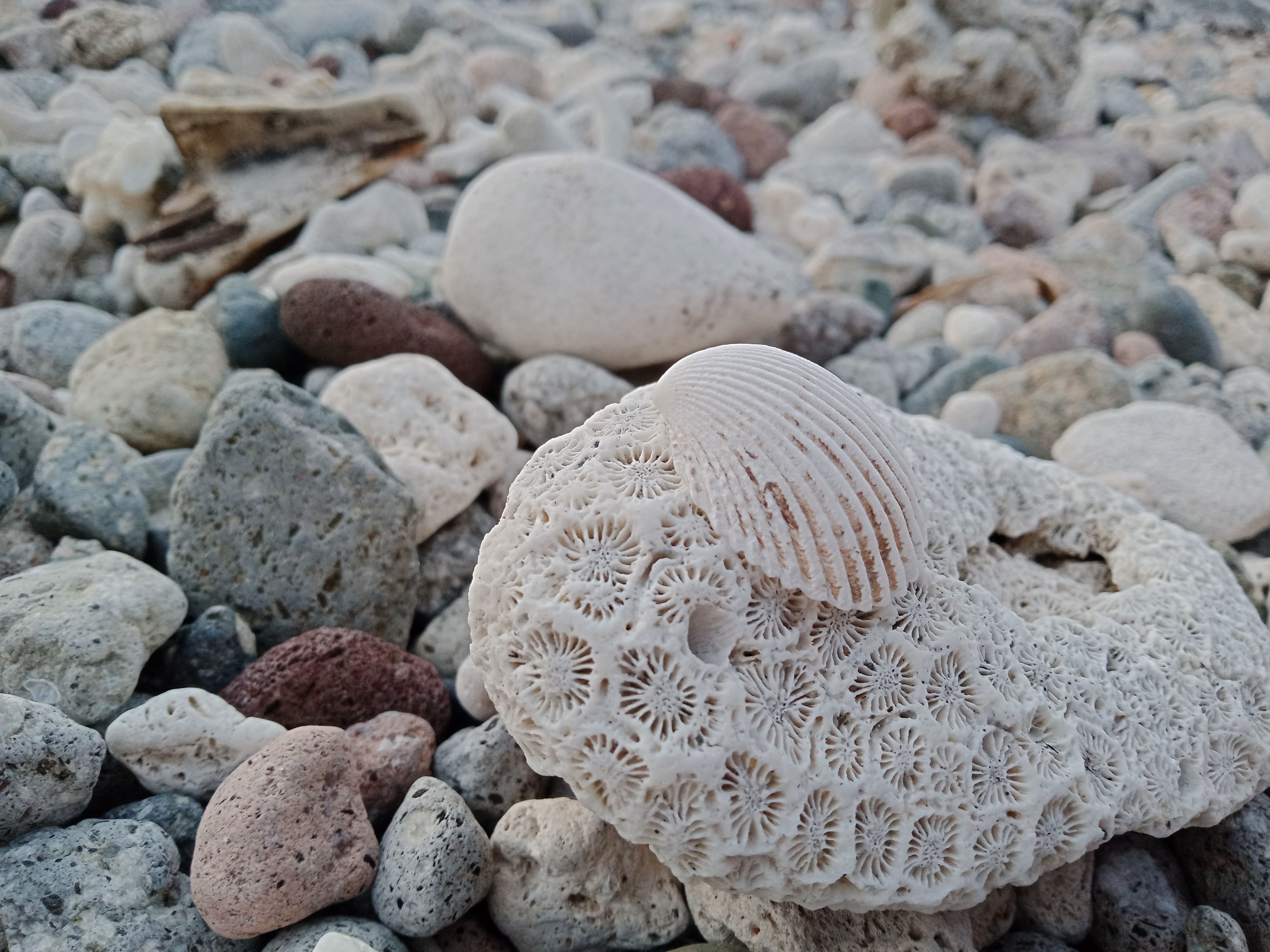 Petit Coquillage, Bord De Mer · Photo gratuite