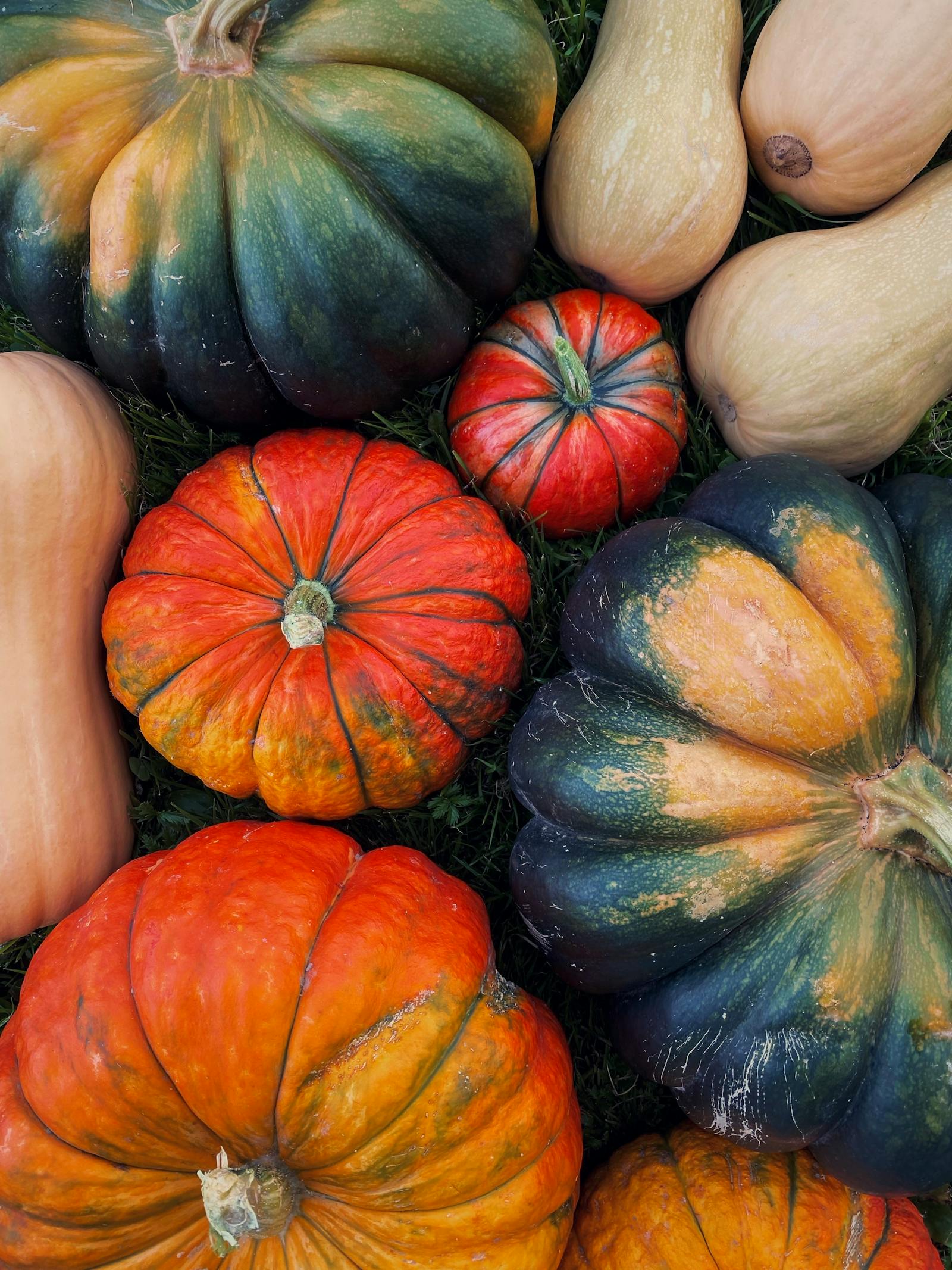 Butternut Squash Photos, Download The BEST Free Butternut Squash Stock ...