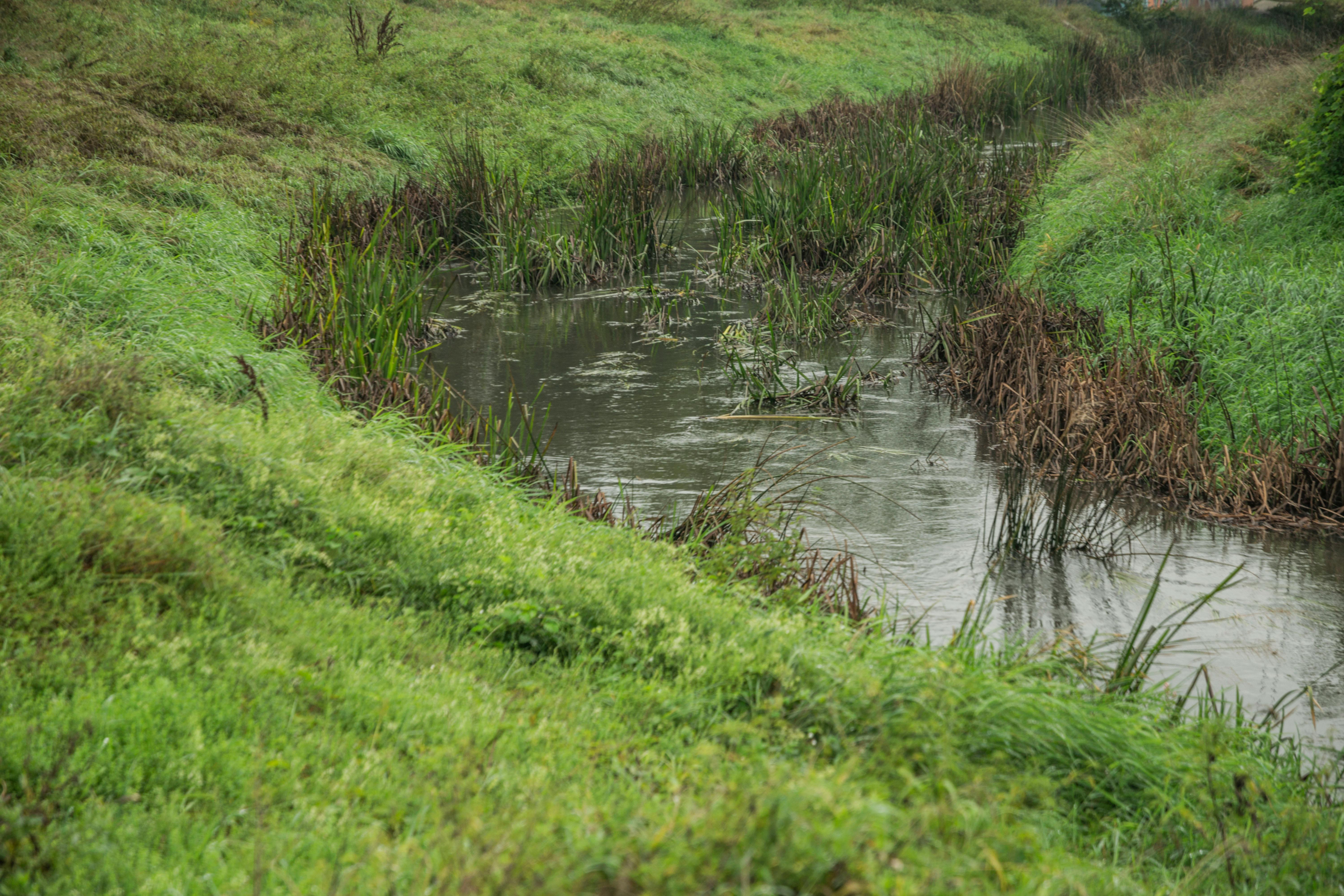 Green plants river · Free Stock Photo