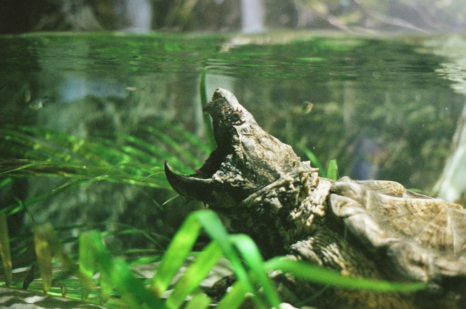 Snapping Turtle Photos, Download The BEST Free Snapping Turtle Stock ...