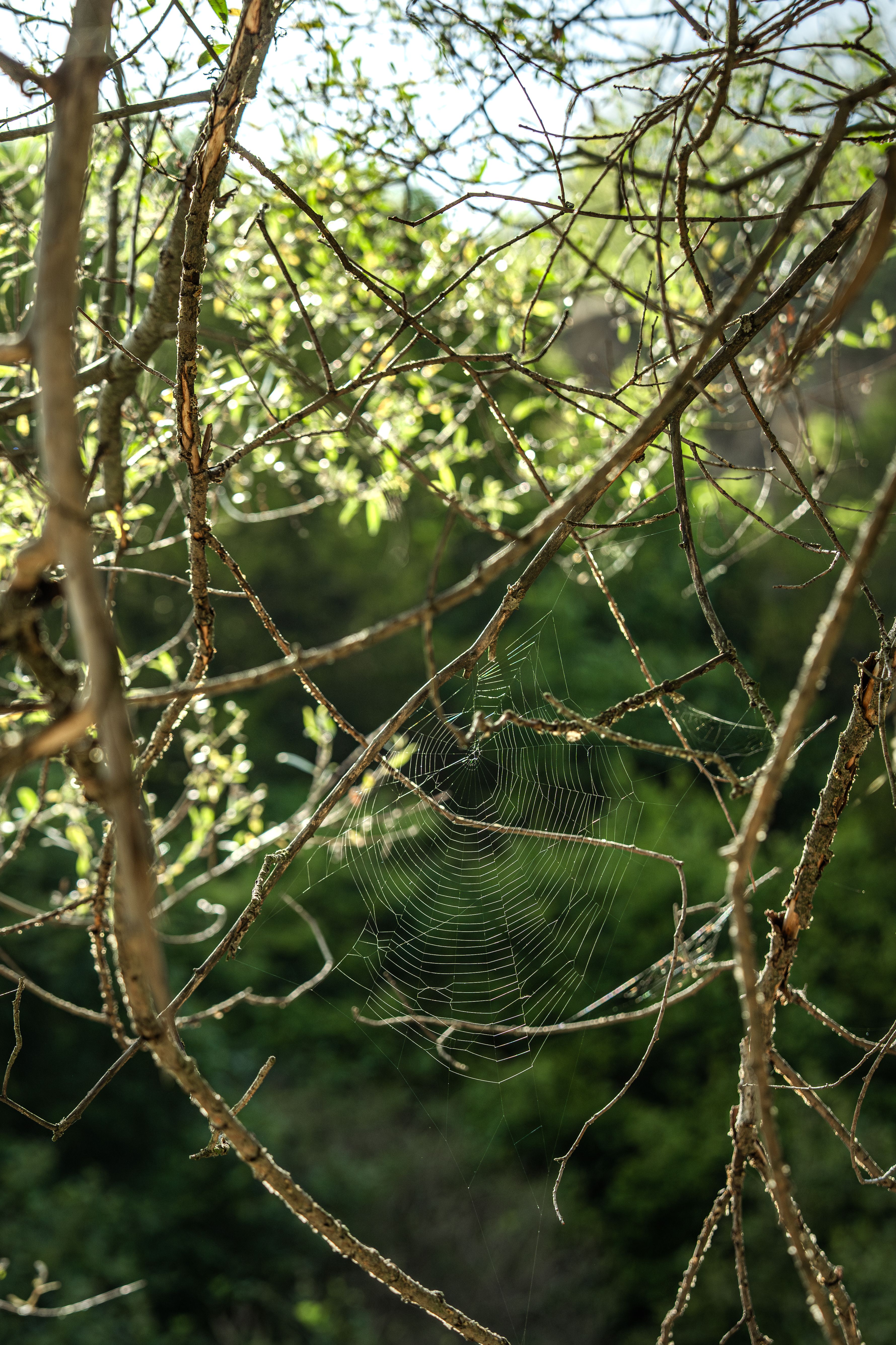 A spider web is seen in the branches of a tree · Free Stock Photo