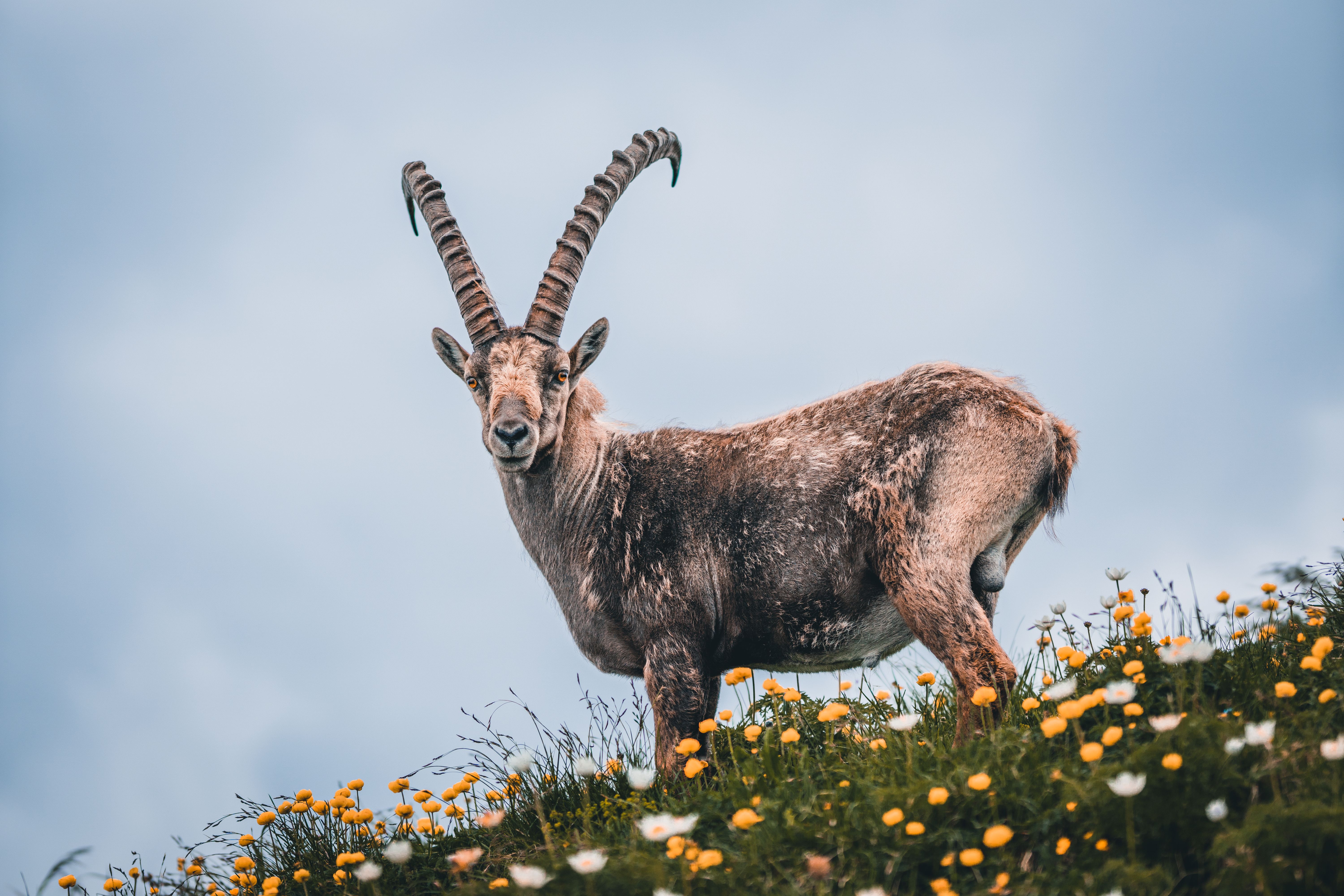 300+ Steinbock Bilder und Fotos · Kostenlos Downloaden · Pexels Stock-Fotos