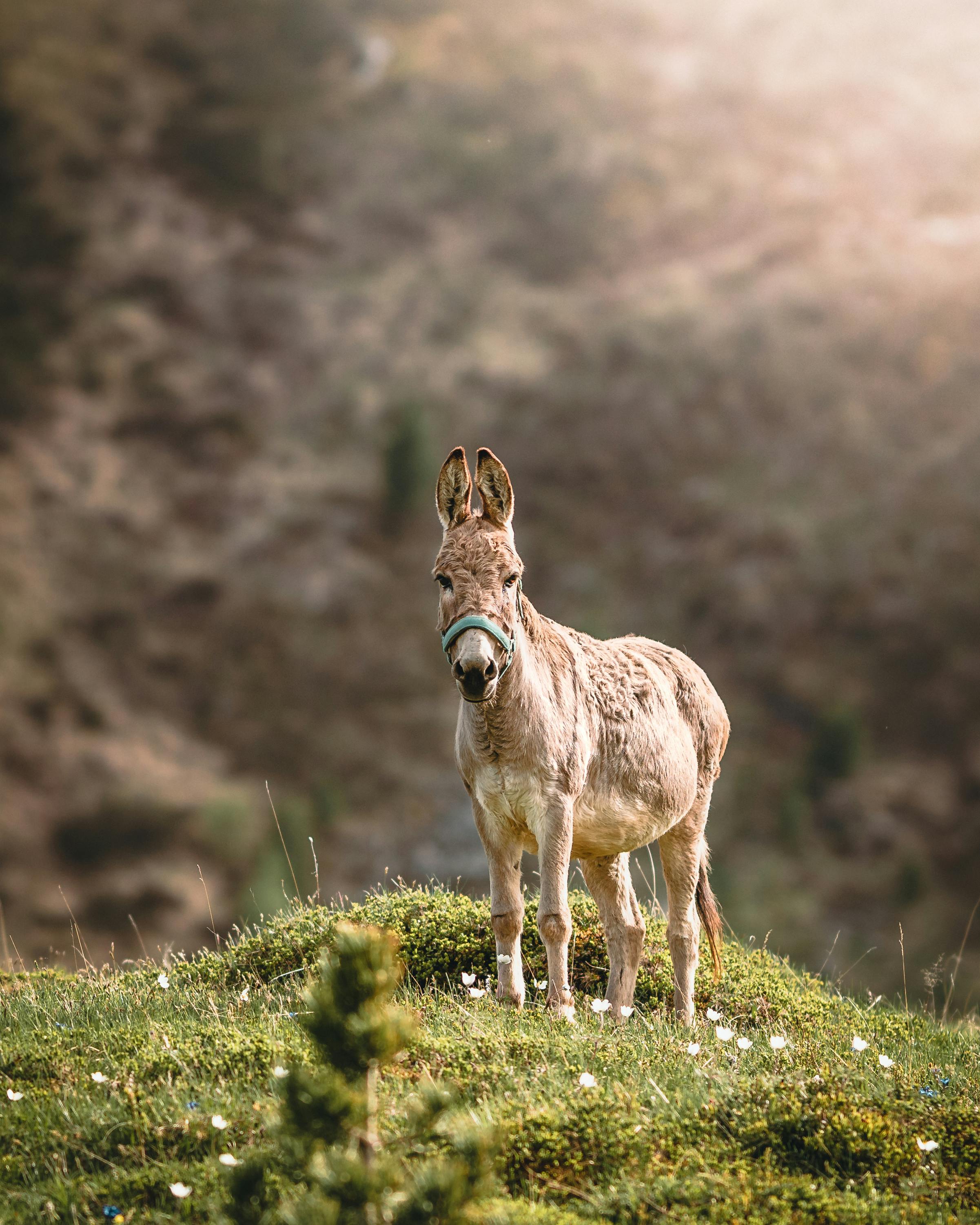 Selektives Fokusfoto Des Braunen Esels · Kostenloses Stock Foto