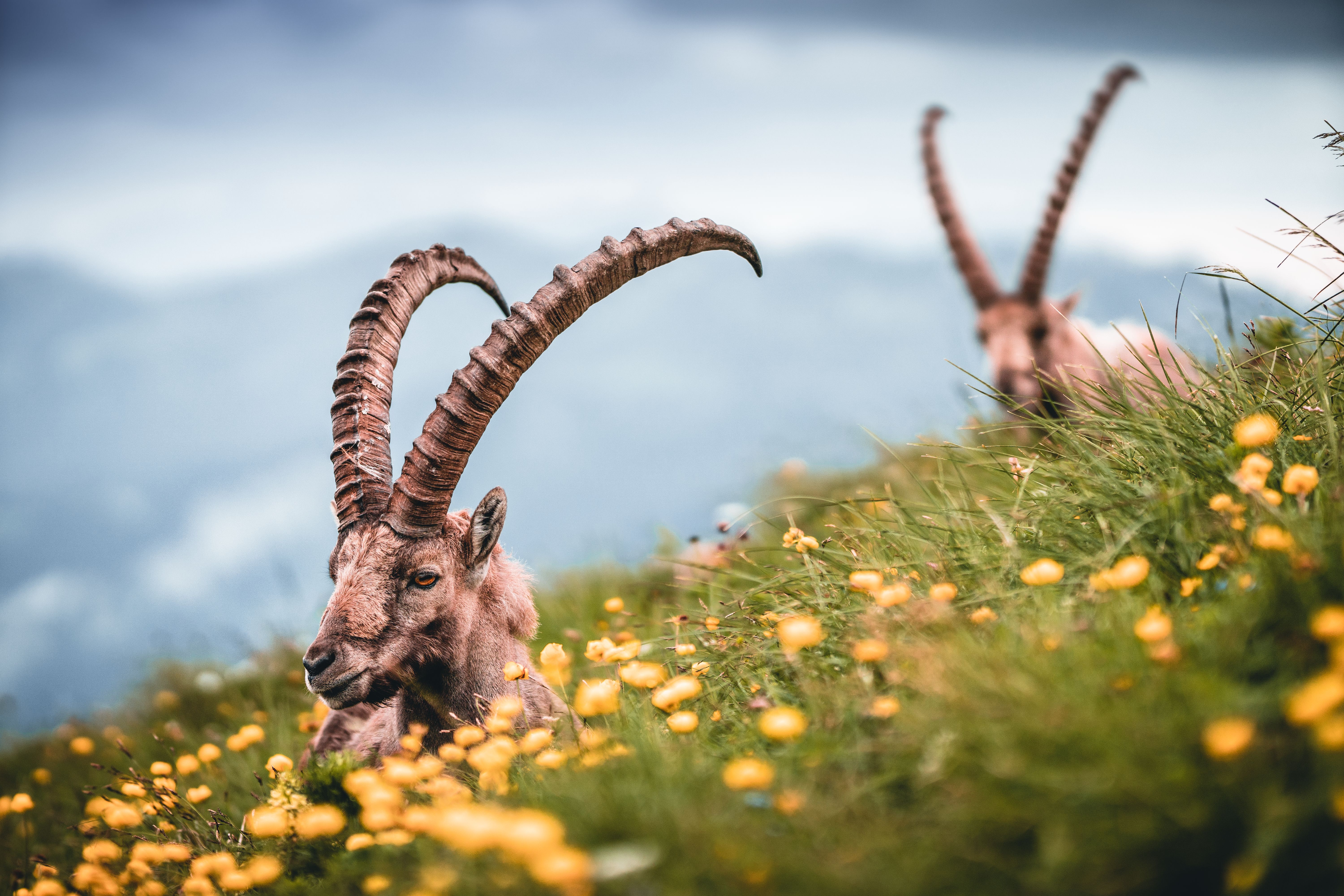 Vertebrates Photos, Download The BEST Free Vertebrates Stock Photos ...