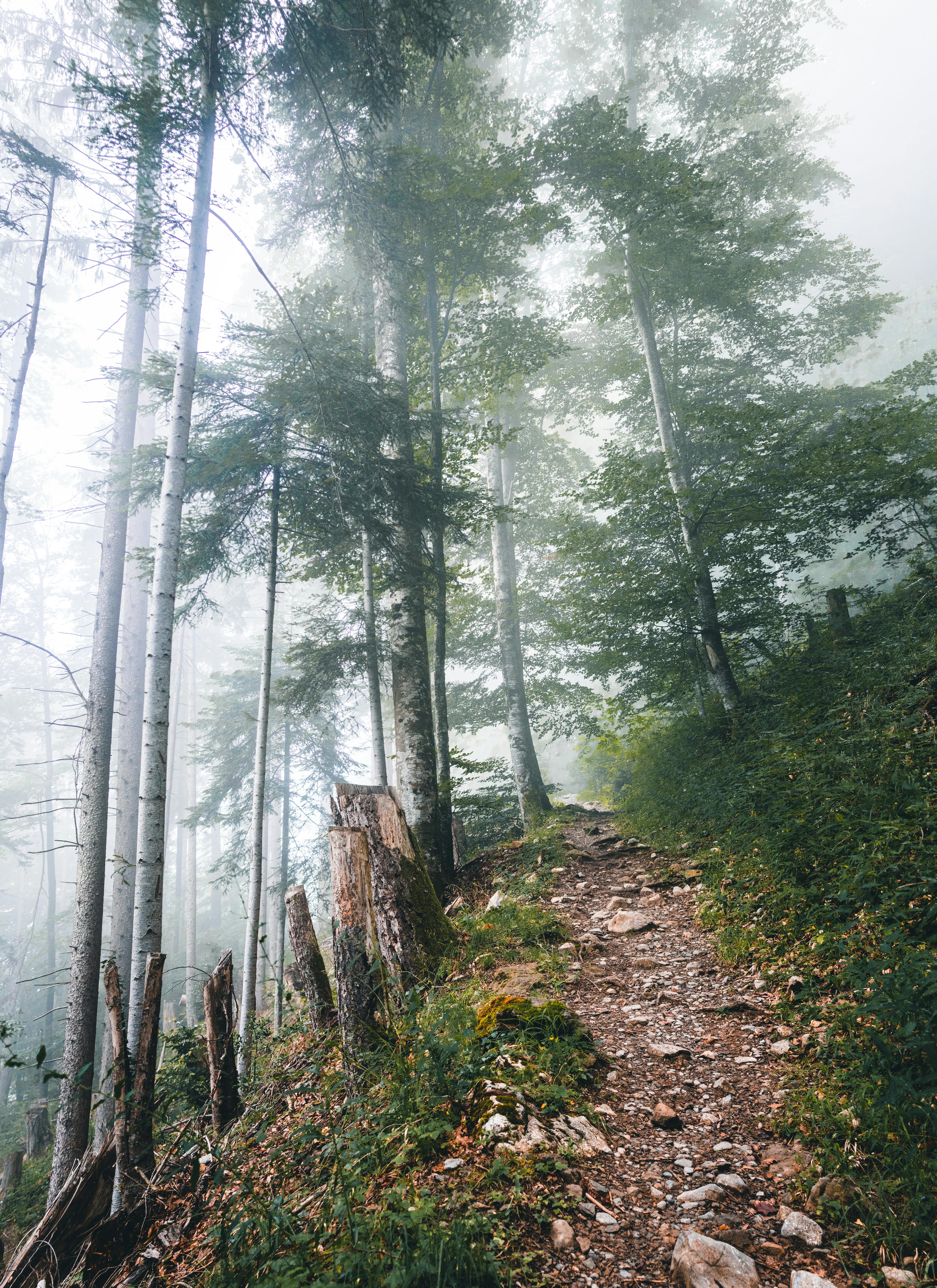 Pathway Near The Mountainside · Free Stock Photo