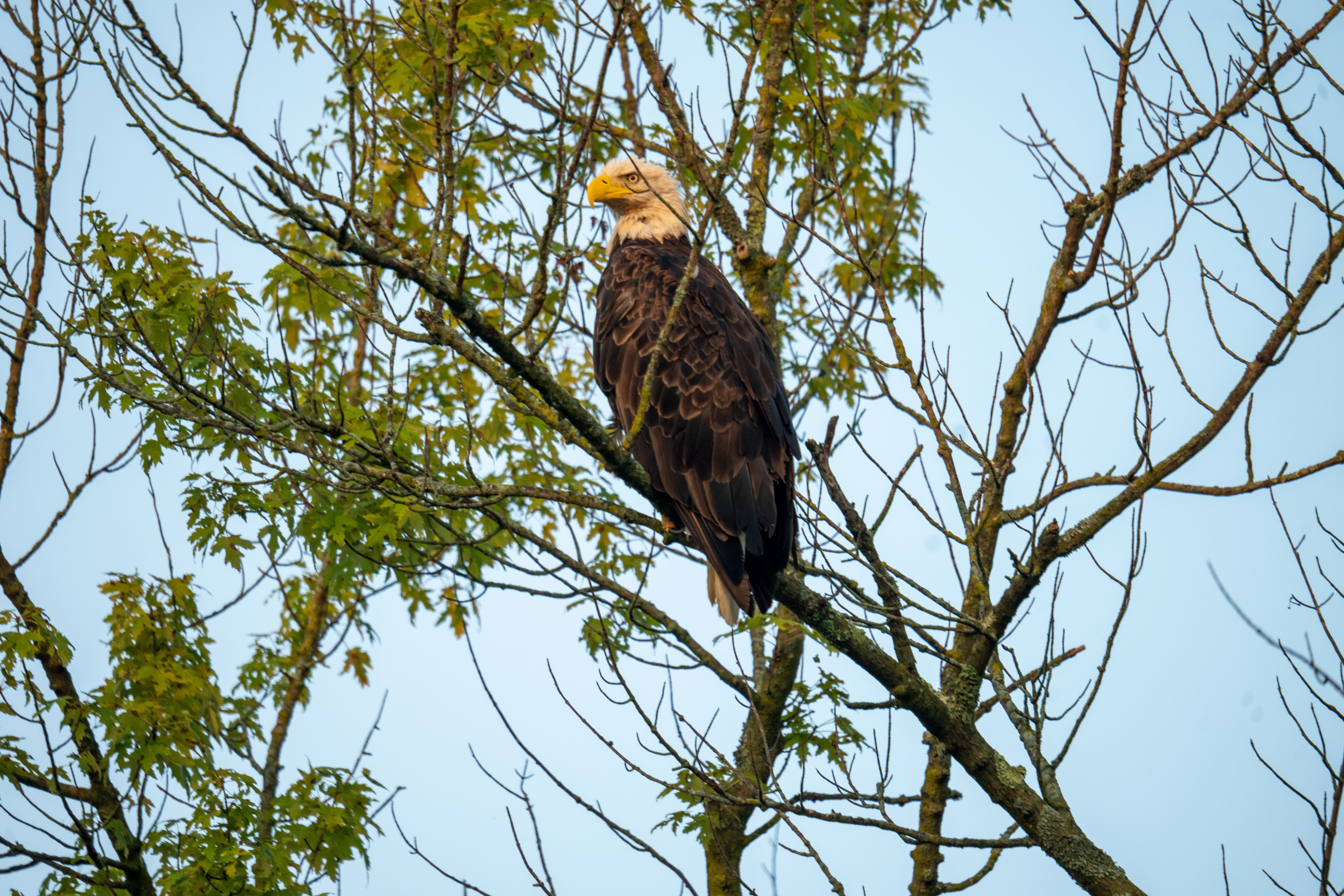 White and Brown Eagle on Brown Tree Branch · Free Stock Photo