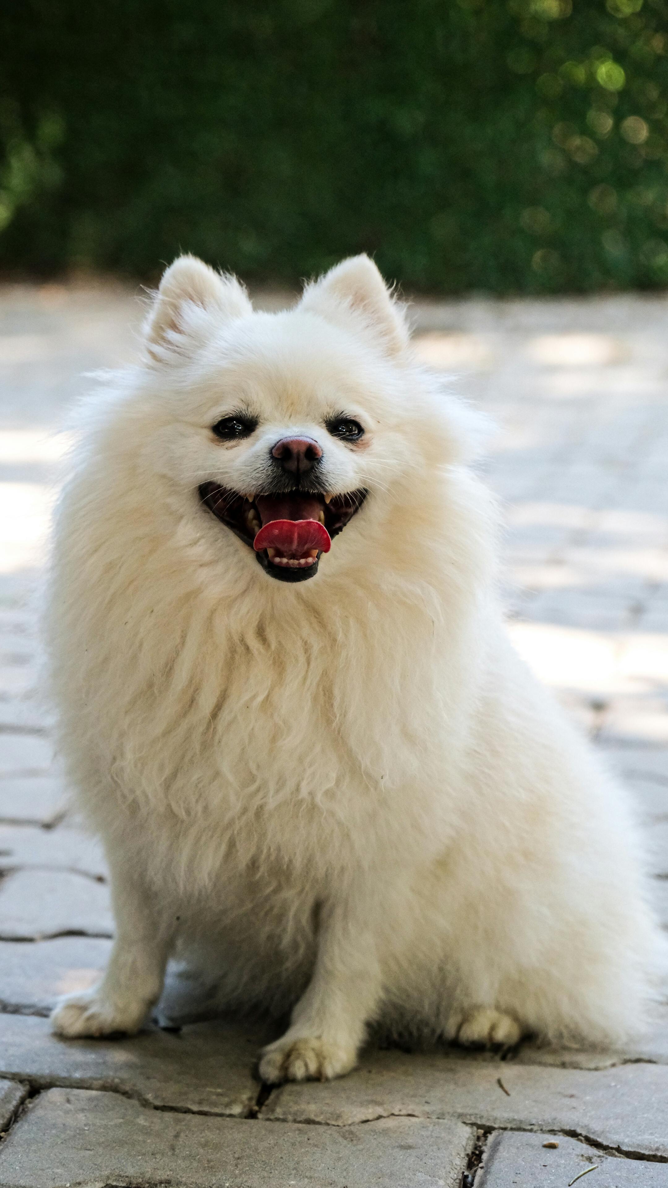 Charming White Spitz Dog Sitting Outdoors · Free Stock Photo