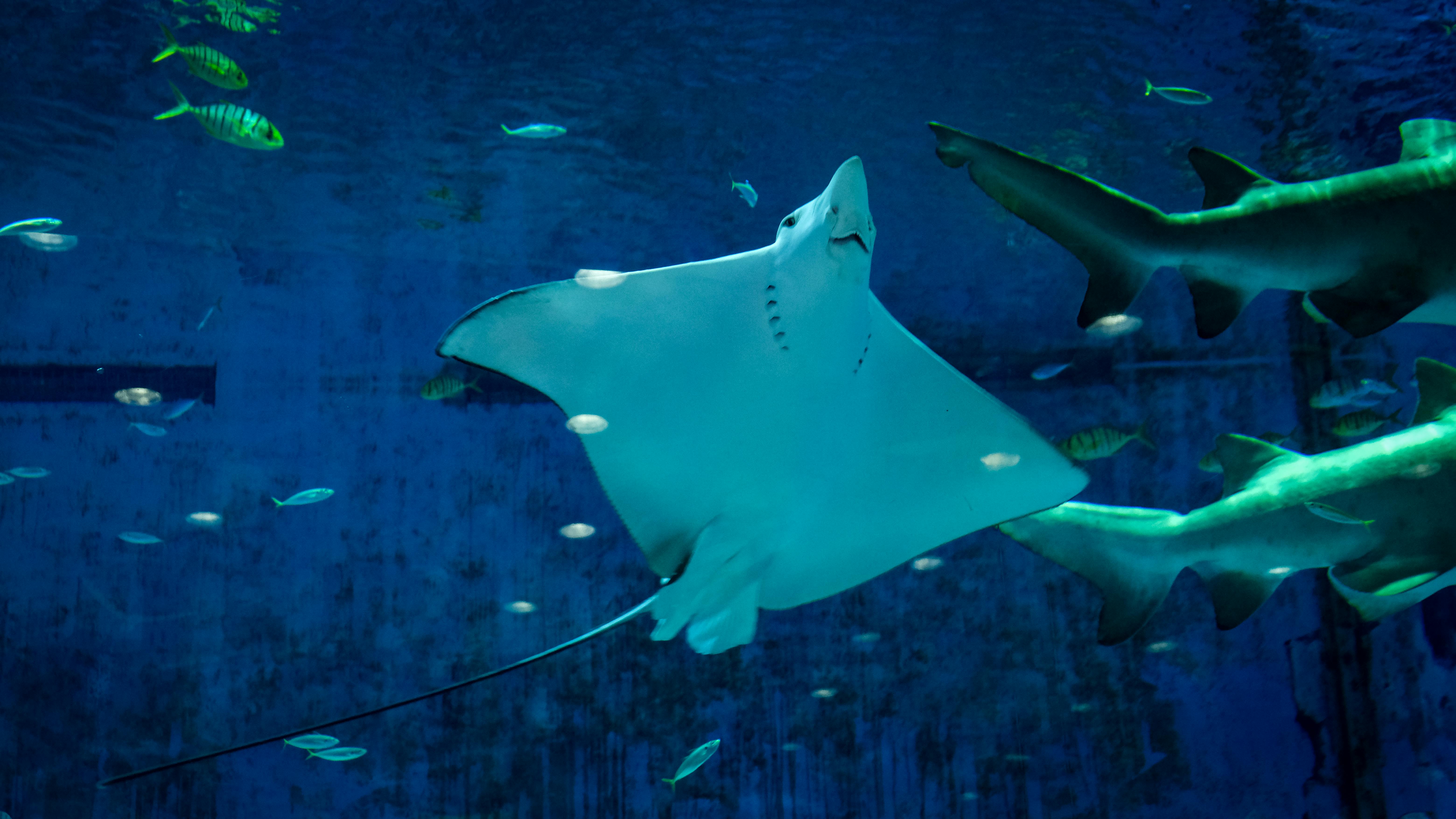 Stingray Under Water · Free Stock Photo