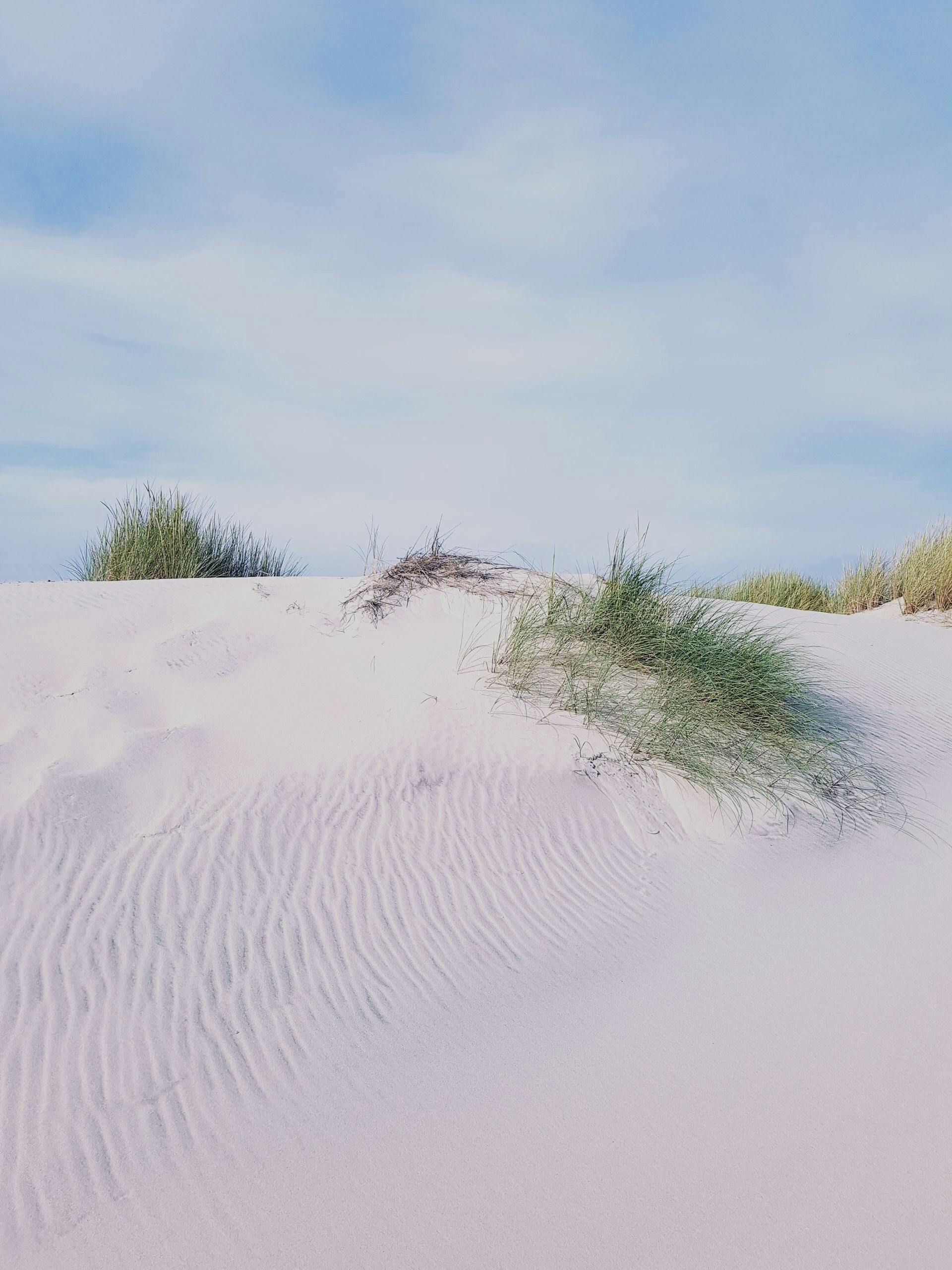 Texture Sandy Grass Photos, Download The BEST Free Texture Sandy Grass Stock Photos & HD Images