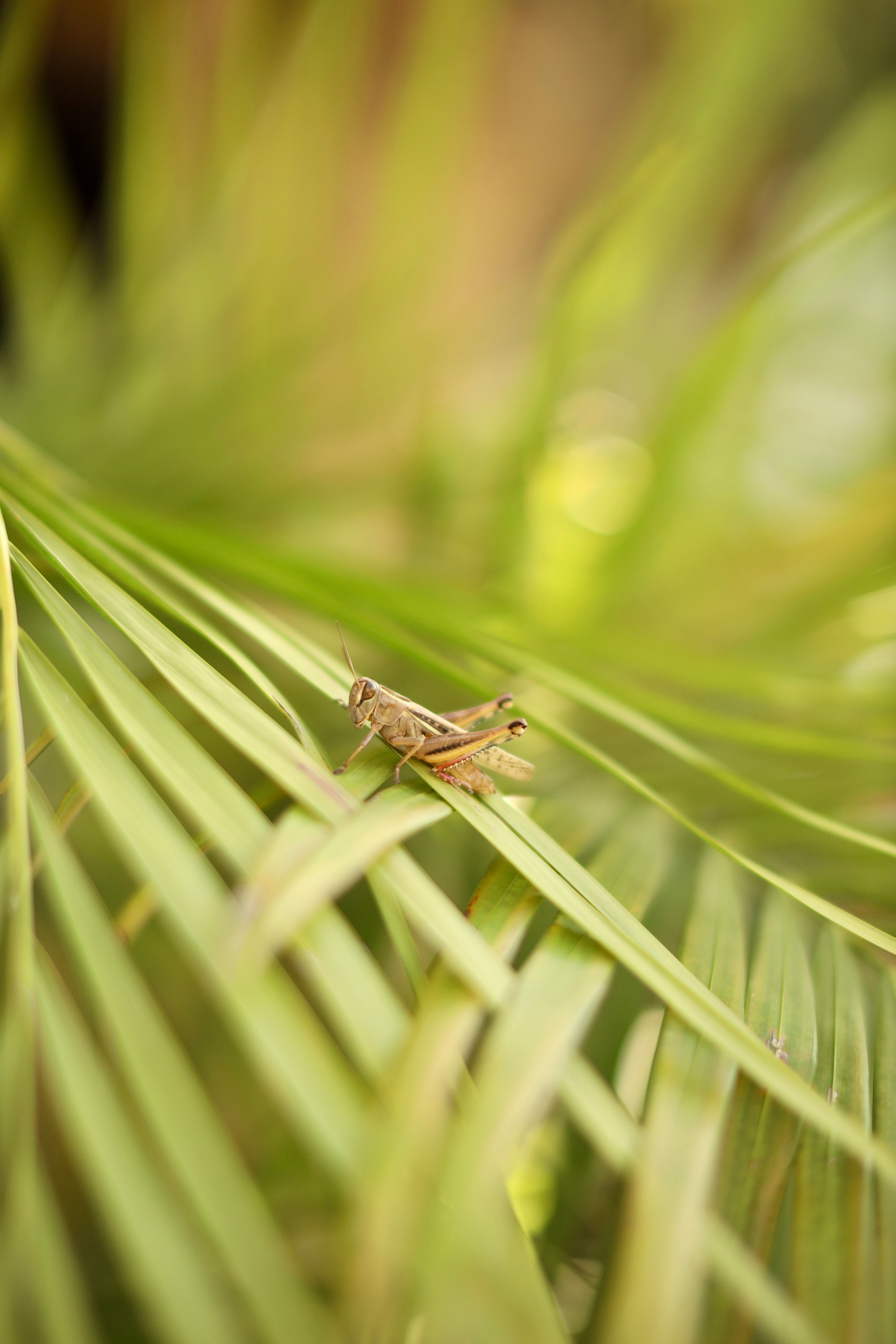Grasshopper on Plant Leaves · Free Stock Photo