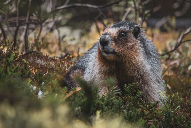 Prehistoric Rodents: Uncover Ancient Secrets in Simple Steps