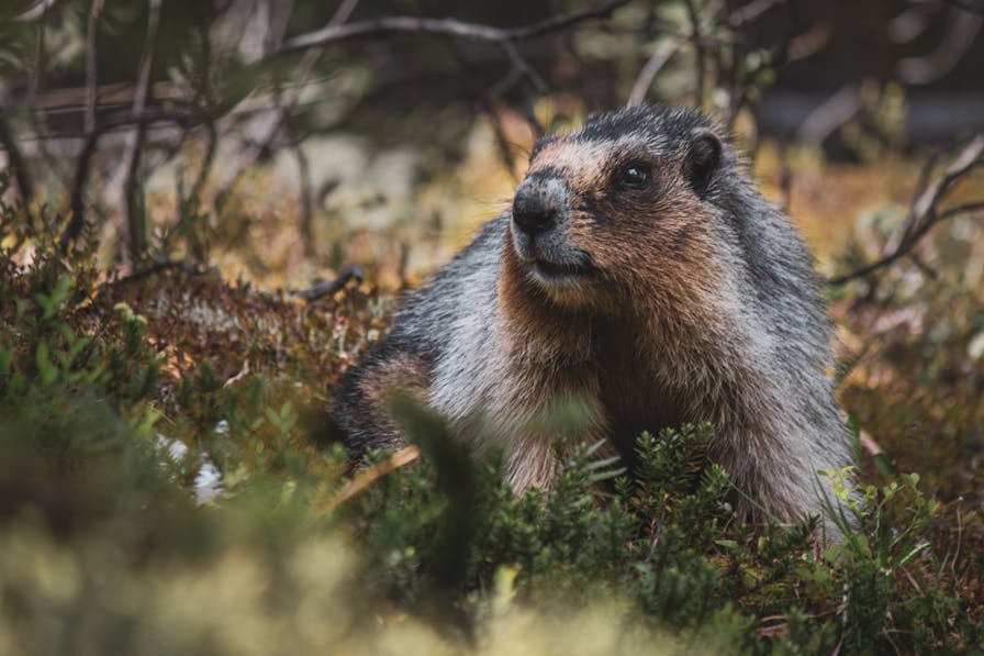 Prehistoric Rodents: Uncover Ancient Secrets in Simple Steps