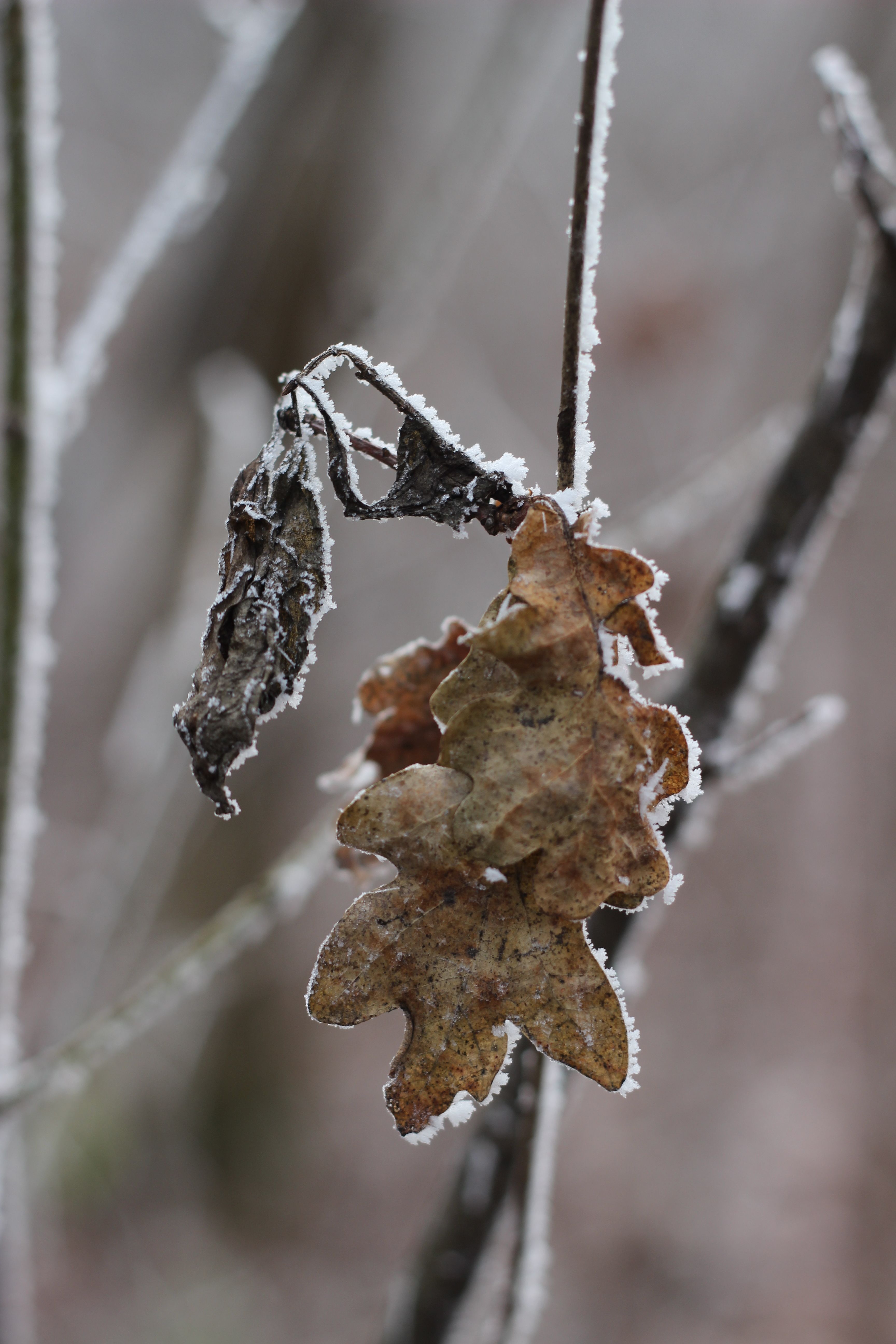 A leaf is hanging from a branch in the cold · Free Stock Photo