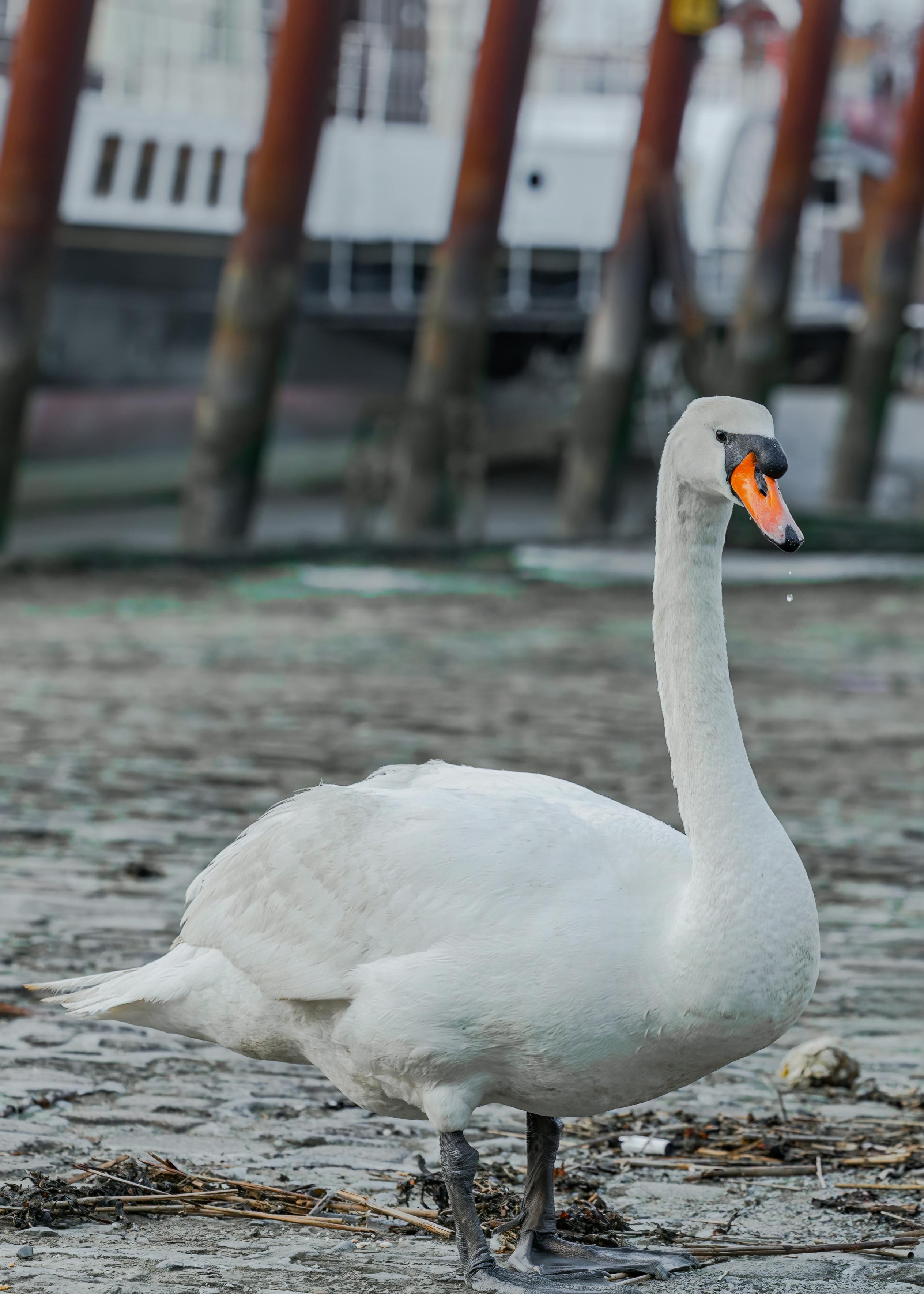 Swan by river Medway · Free Stock Photo