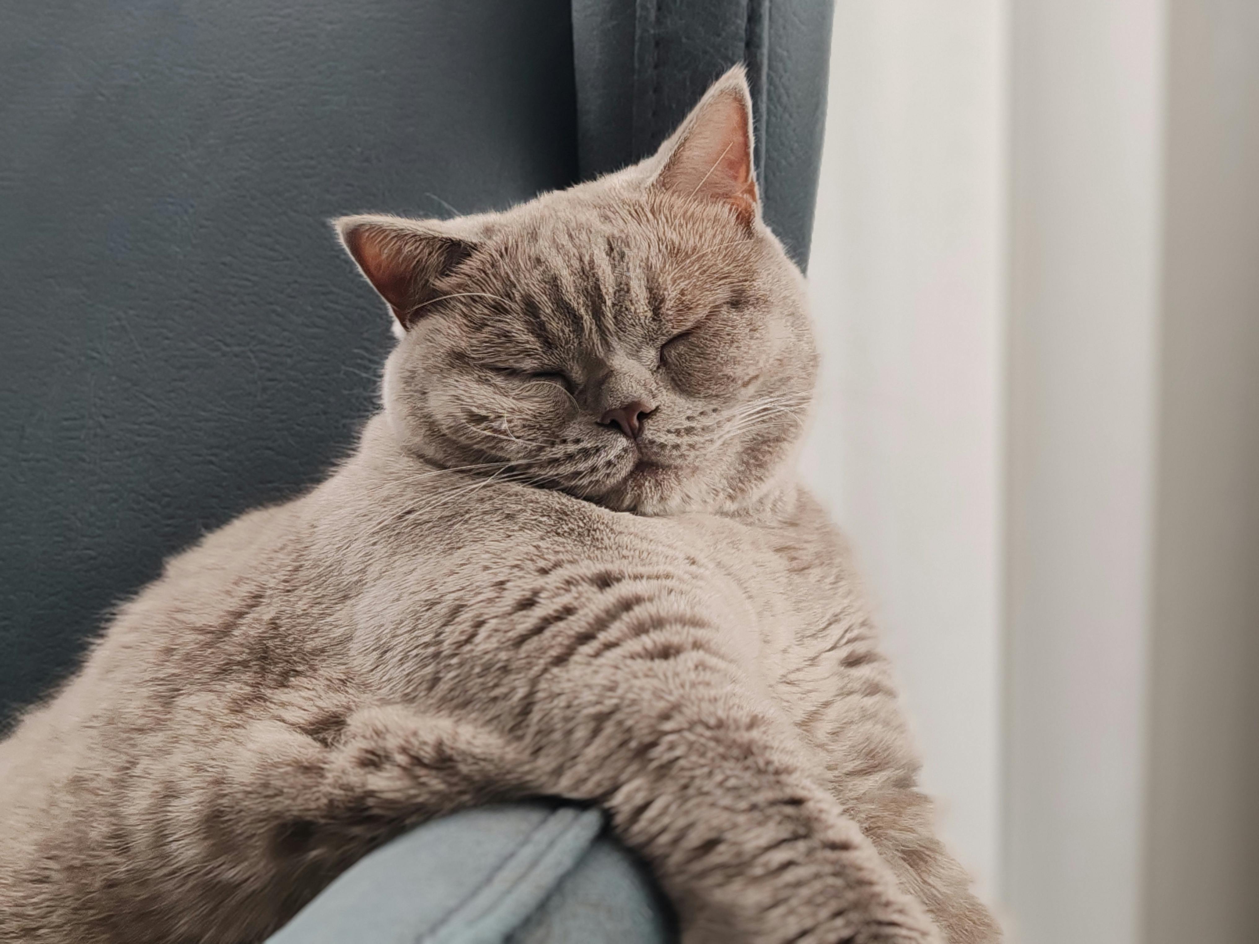 Cat Deskop Wallpaper Photos, Download The BEST Free Cat Deskop ...