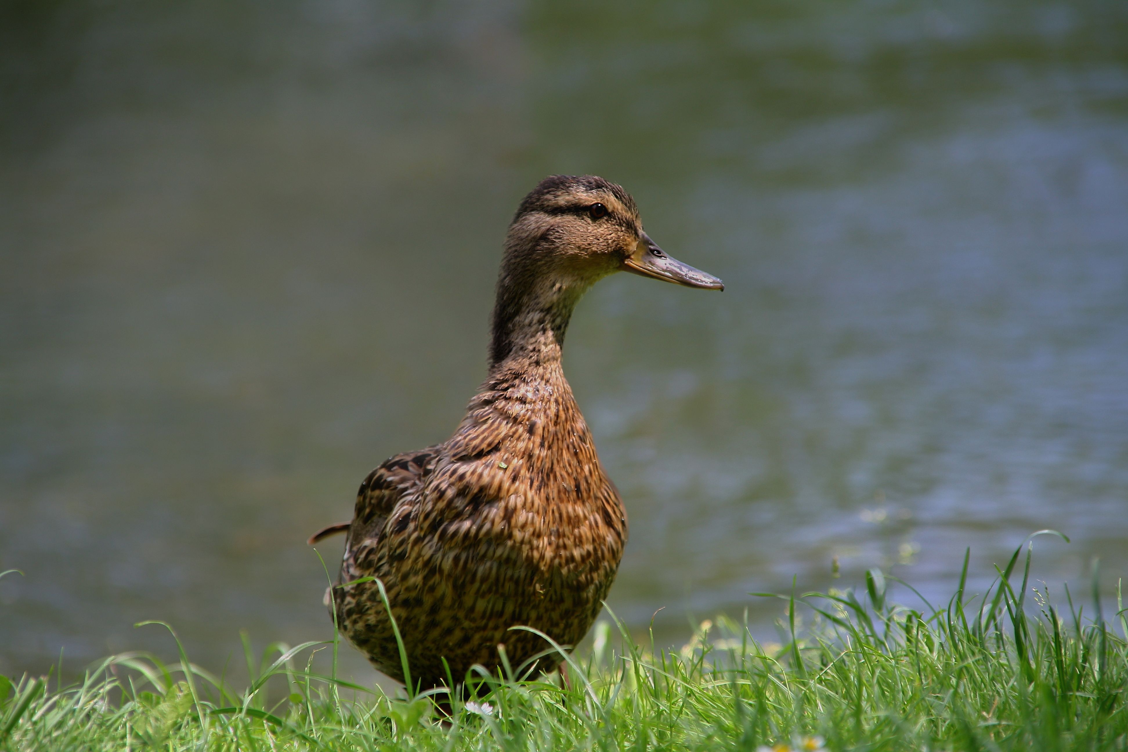 Duck portrait · Free Stock Photo