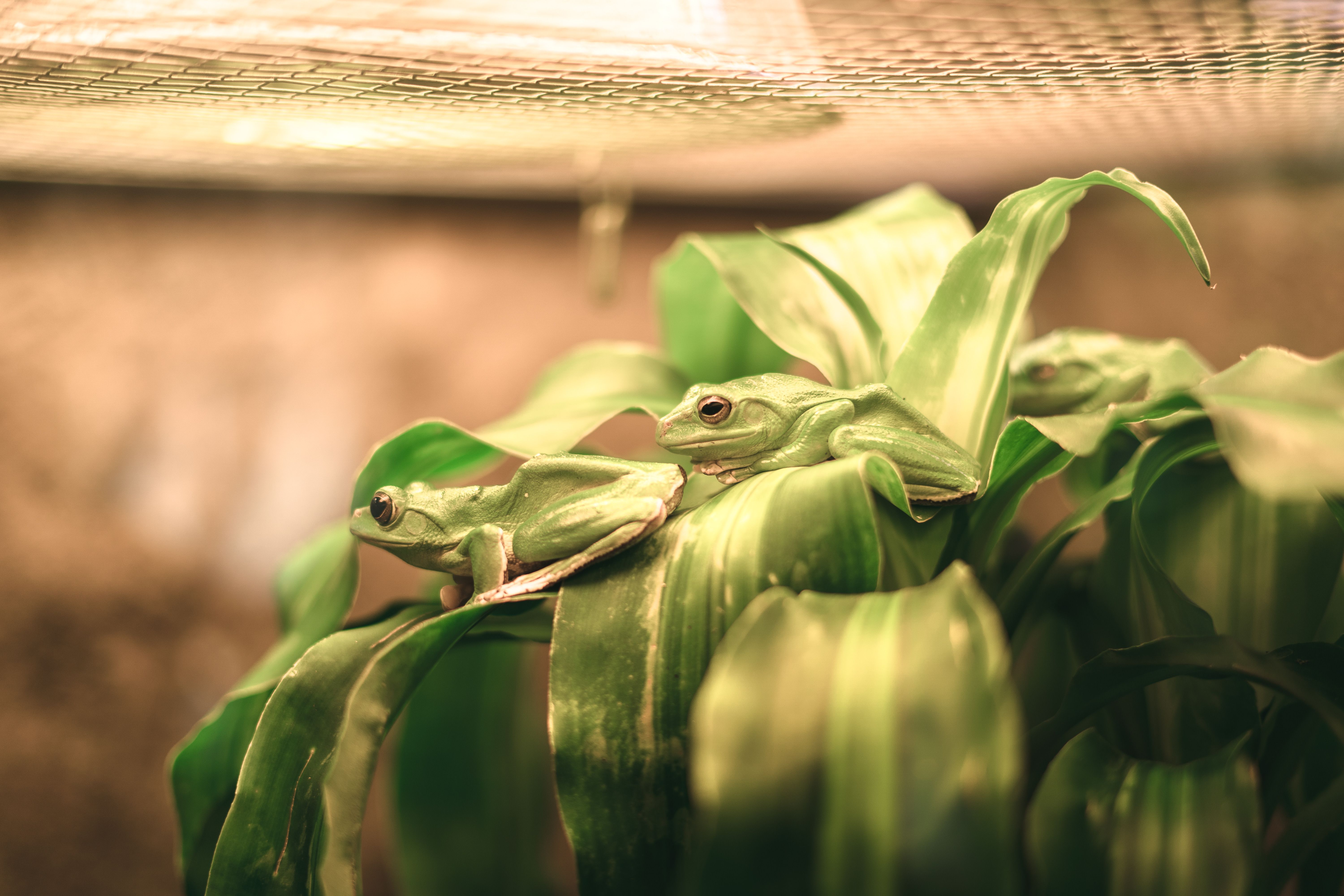 Anime Frogs Photos Photos, Download The BEST Free Anime Frogs Photos ...