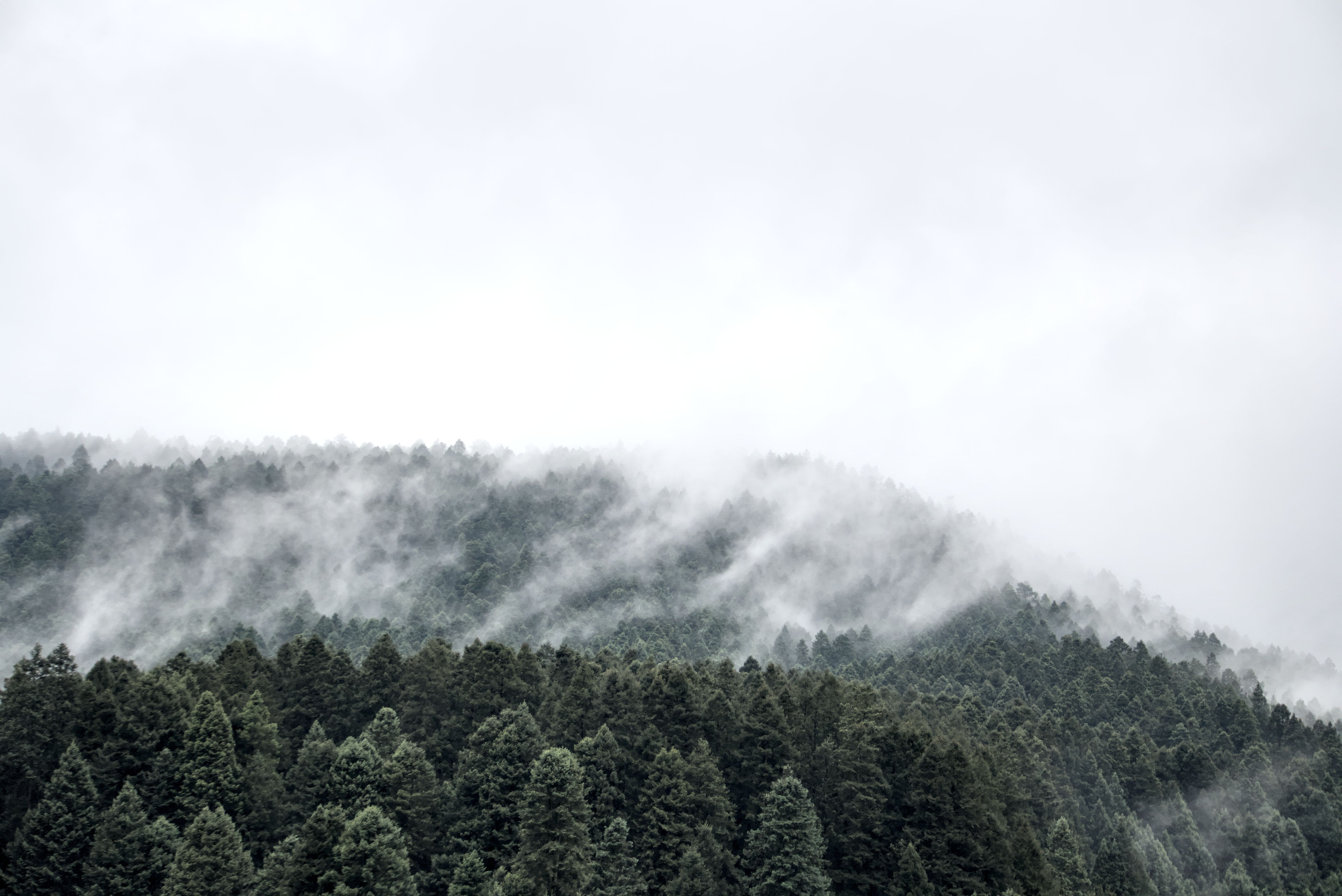 Cloud and Fog over Dense Forest · Free Stock Photo