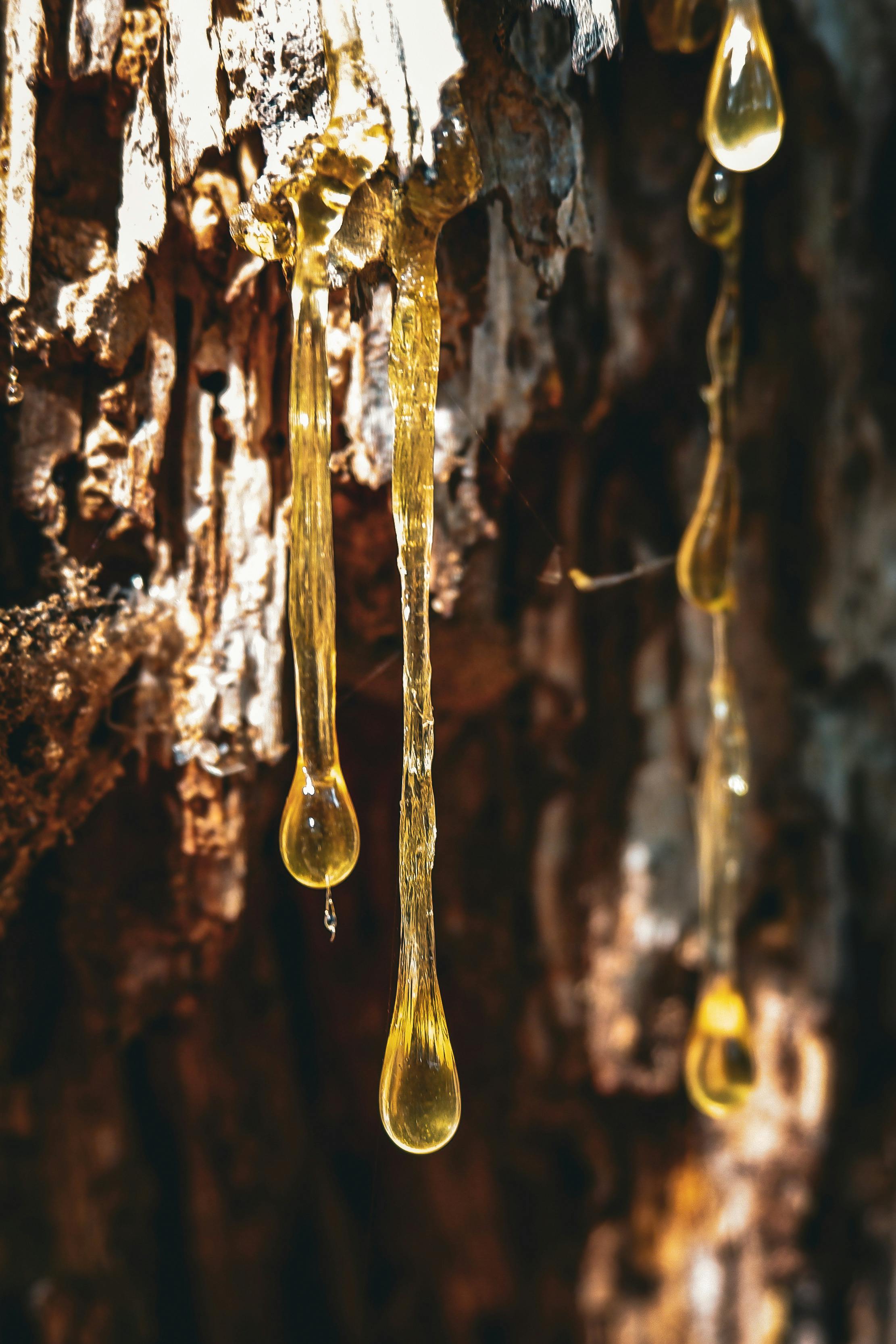 Close-up of Tree Sap Dripping from Bark · Free Stock Photo