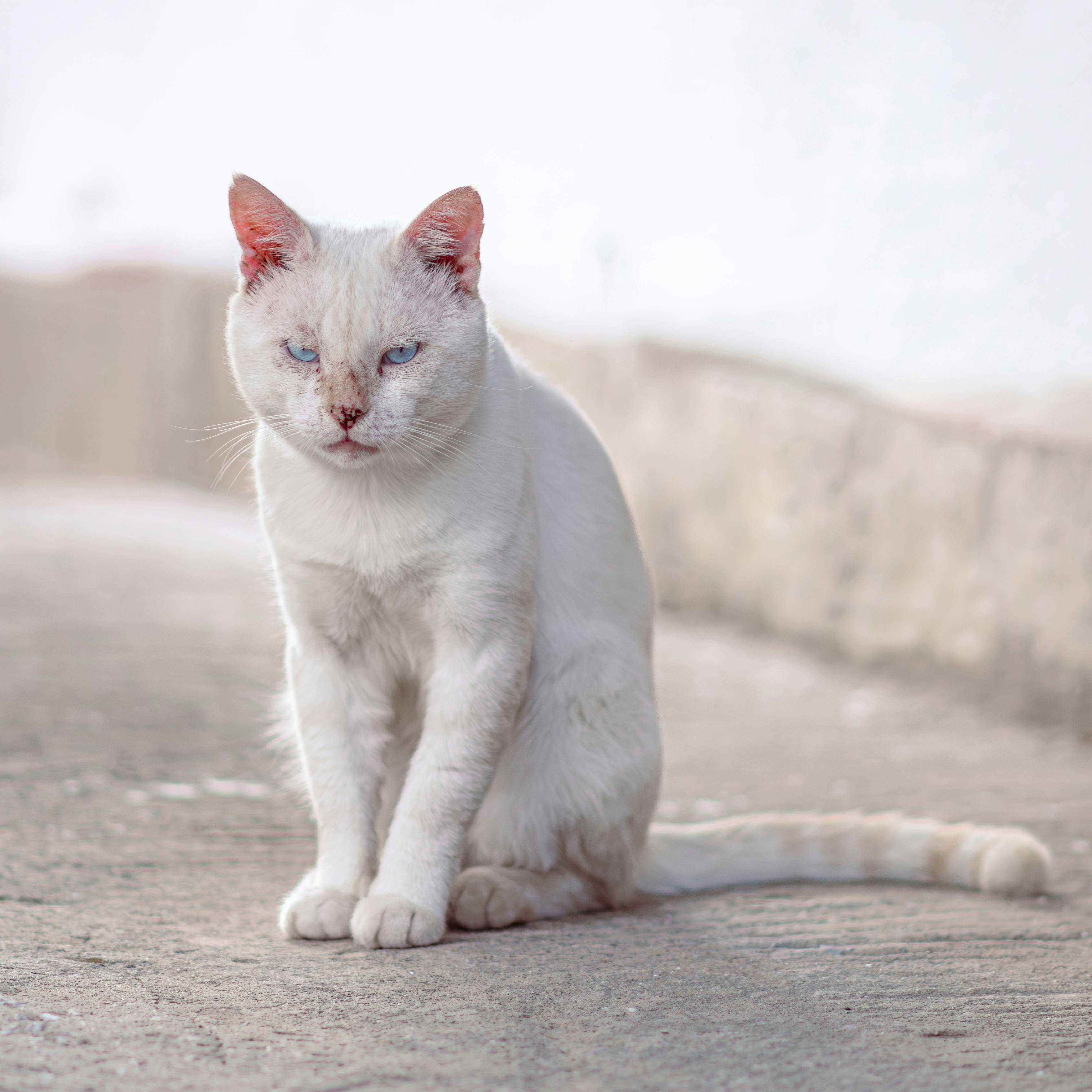 Single Young Orphan Africa Photos, Download The BEST Free Single Young ...