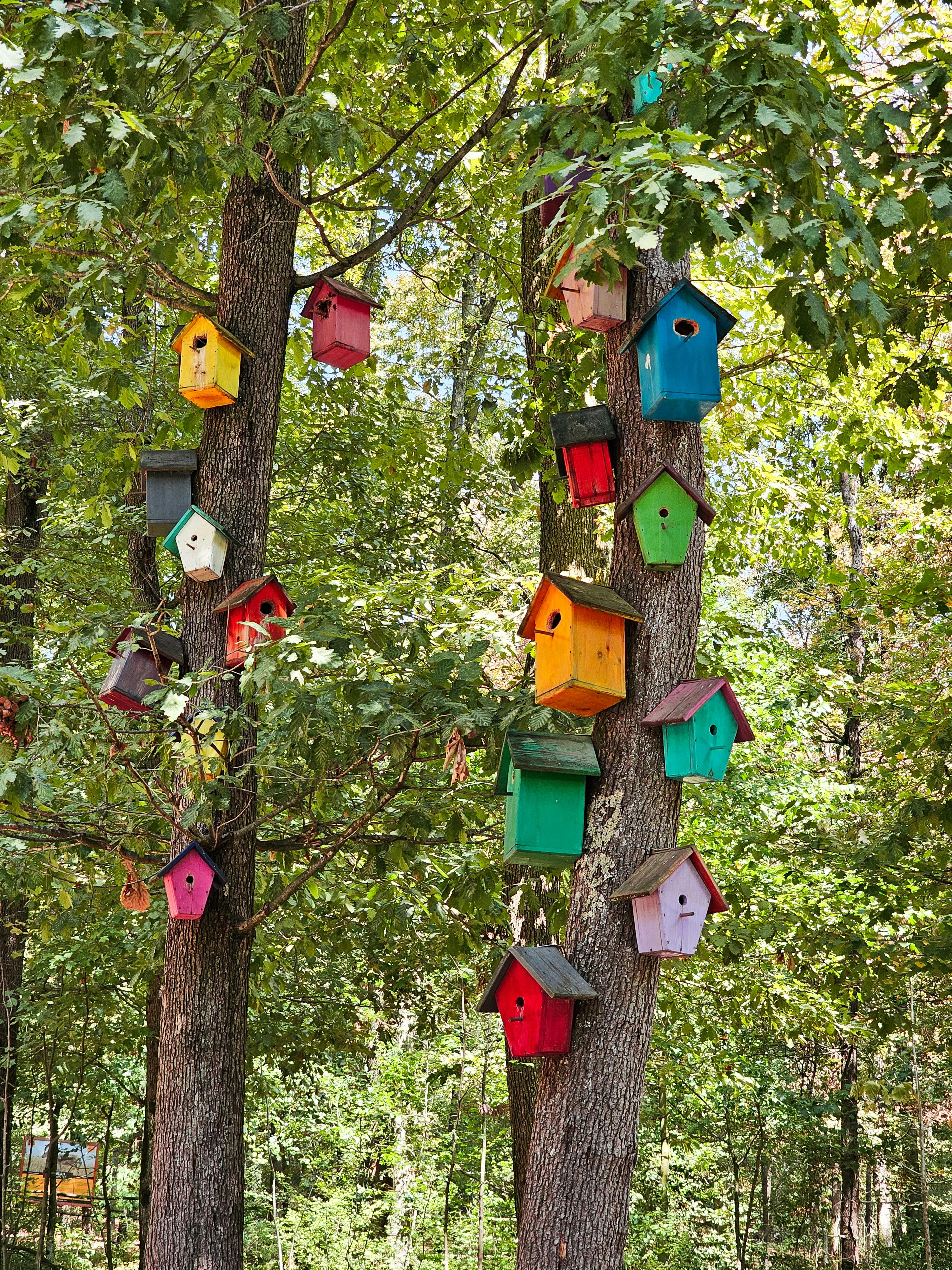 Colorful Bird Houses on Trees · Free Stock Photo