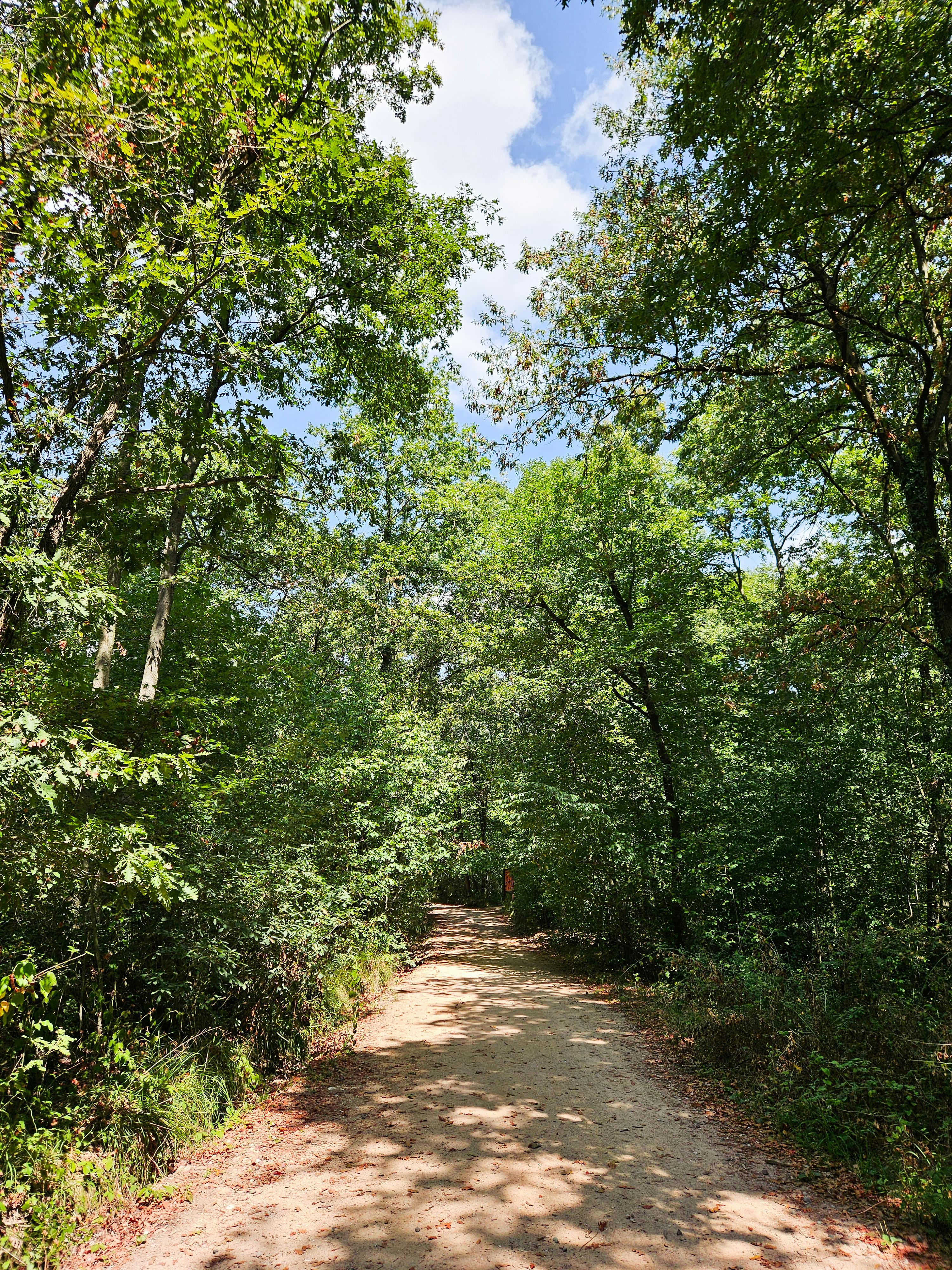 Dirt Road in Deep Forest · Free Stock Photo
