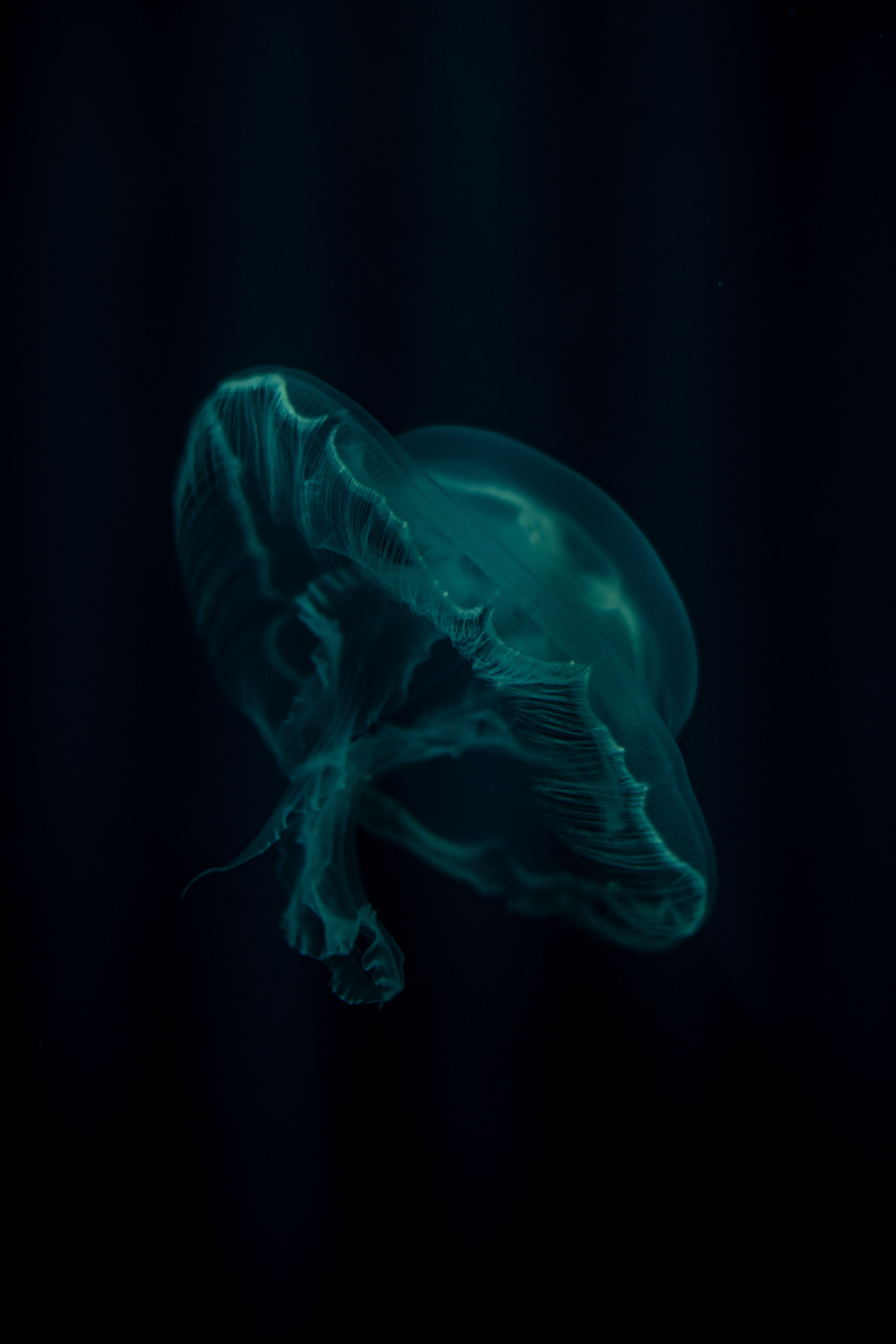 Medusa · Free Stock Photo