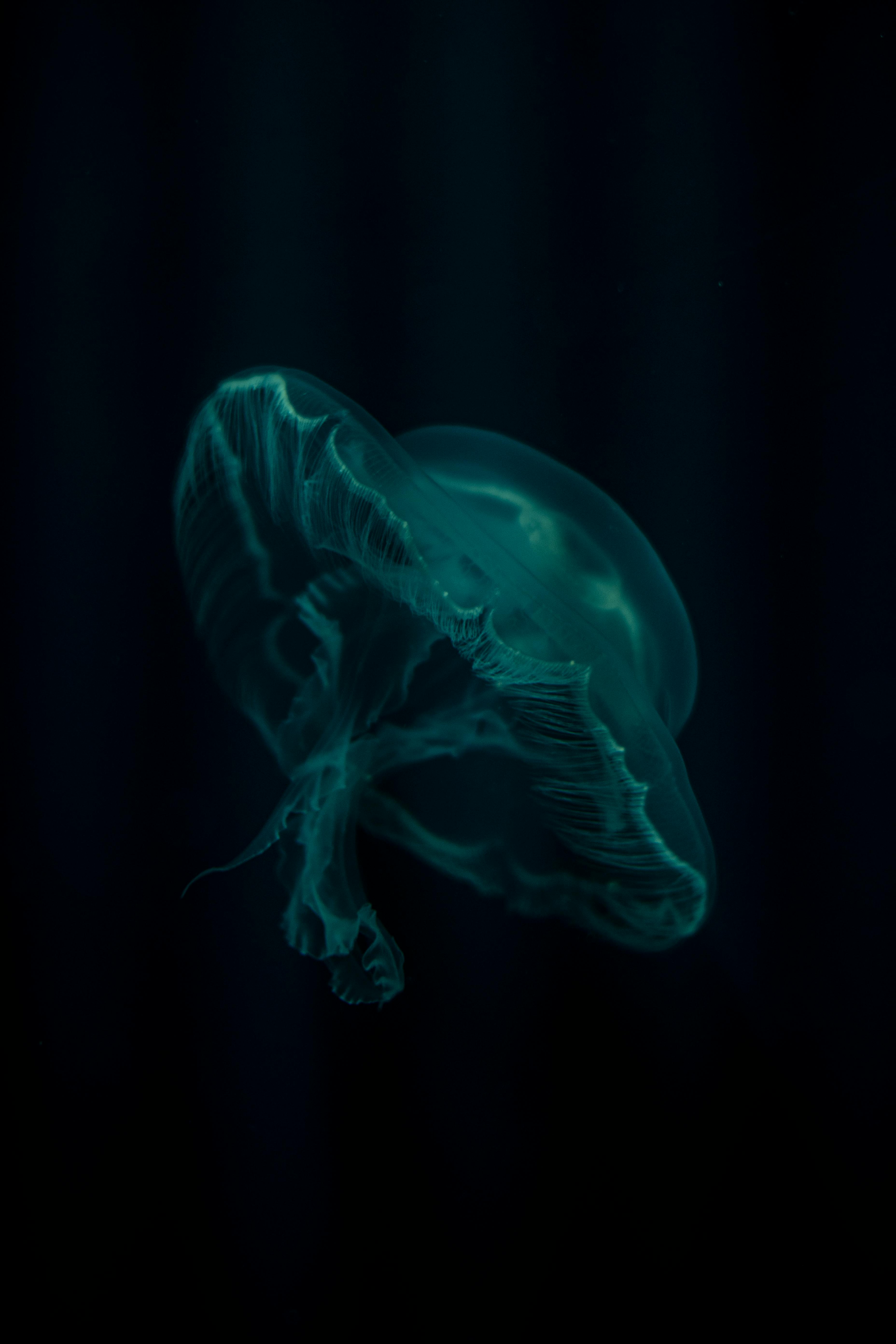 Medusa · Free Stock Photo