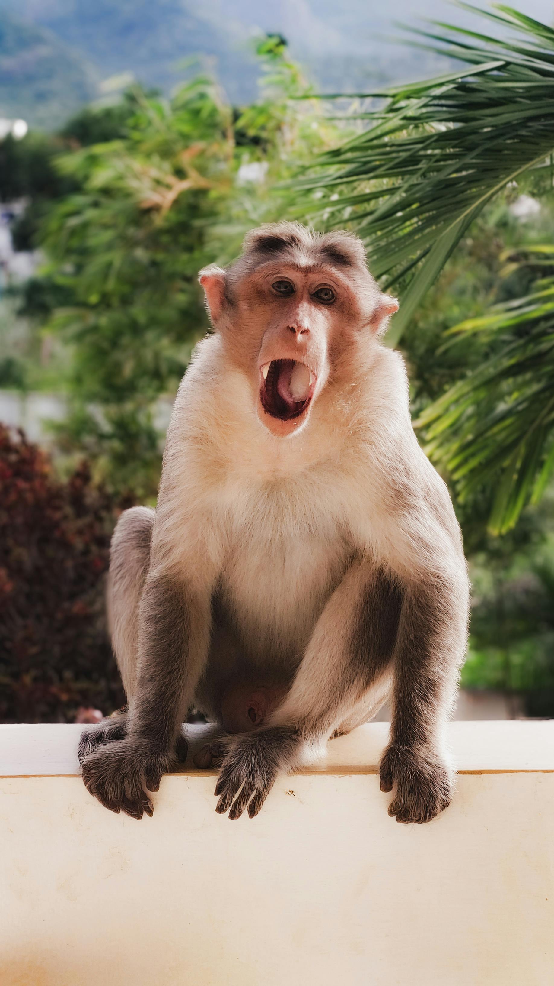 Yawning Monkey Sitting on Wall · Free Stock Photo