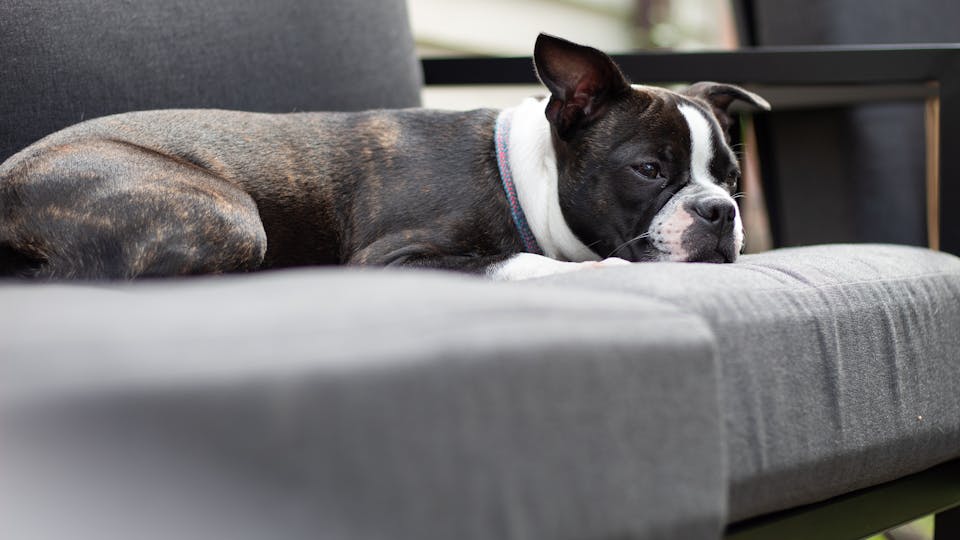 Understanding Boston Terrier Colors Chart: AKC-Approved Hues