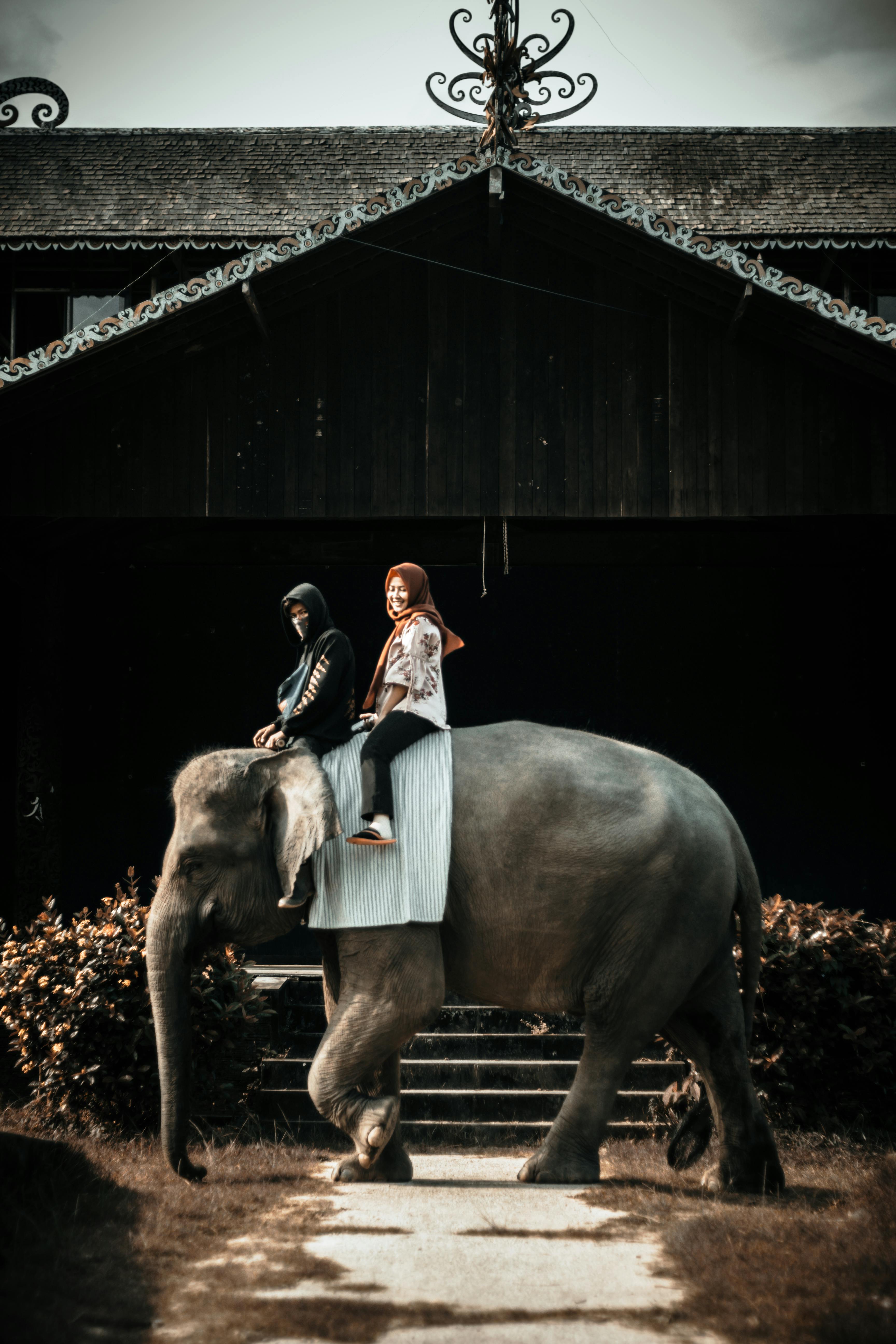 Photo Of Two Women Riding Elephant · Free Stock Photo