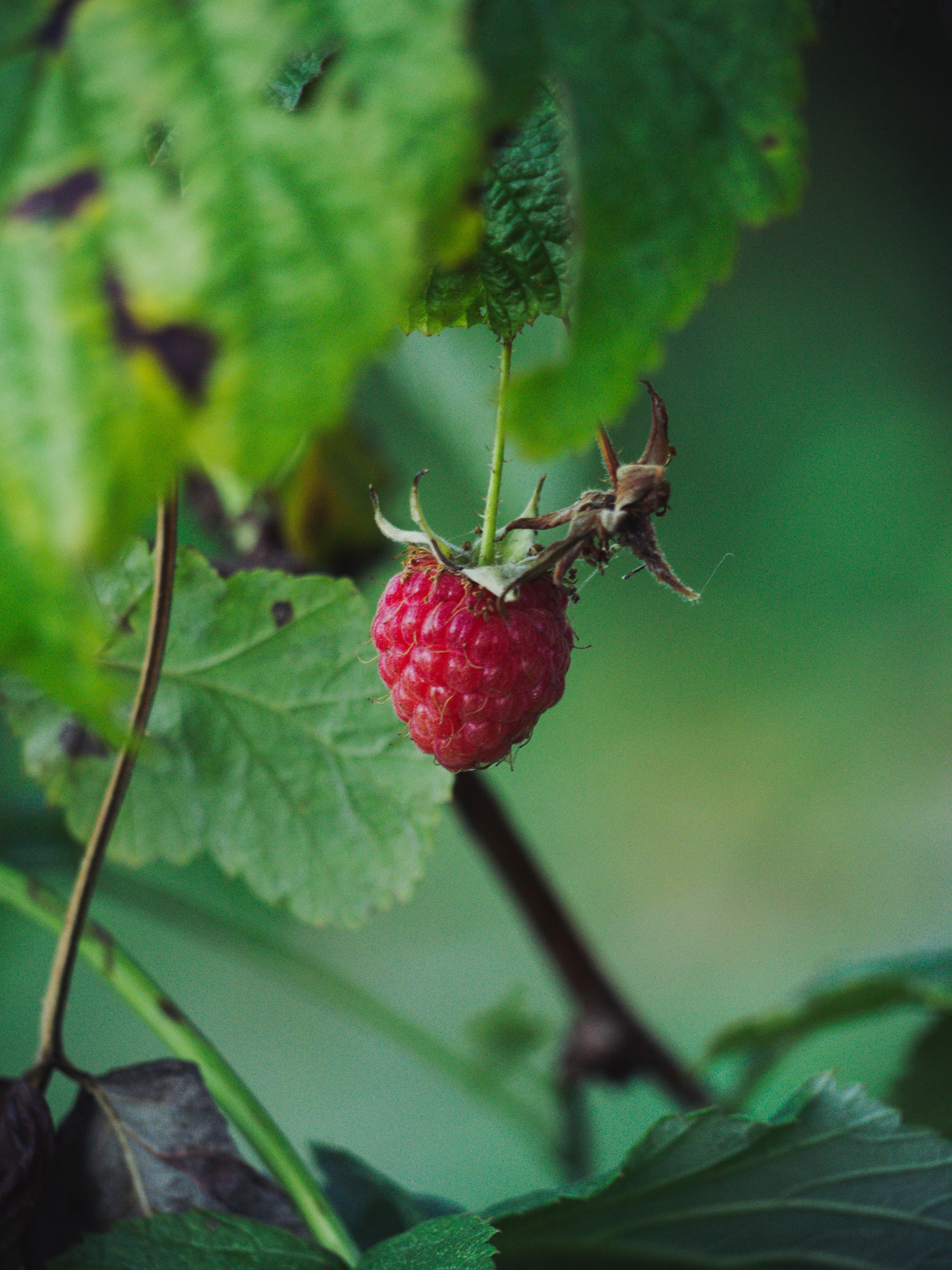 Close-up of Red Raspberry on Bush in Lush Greenery · Free Stock Photo