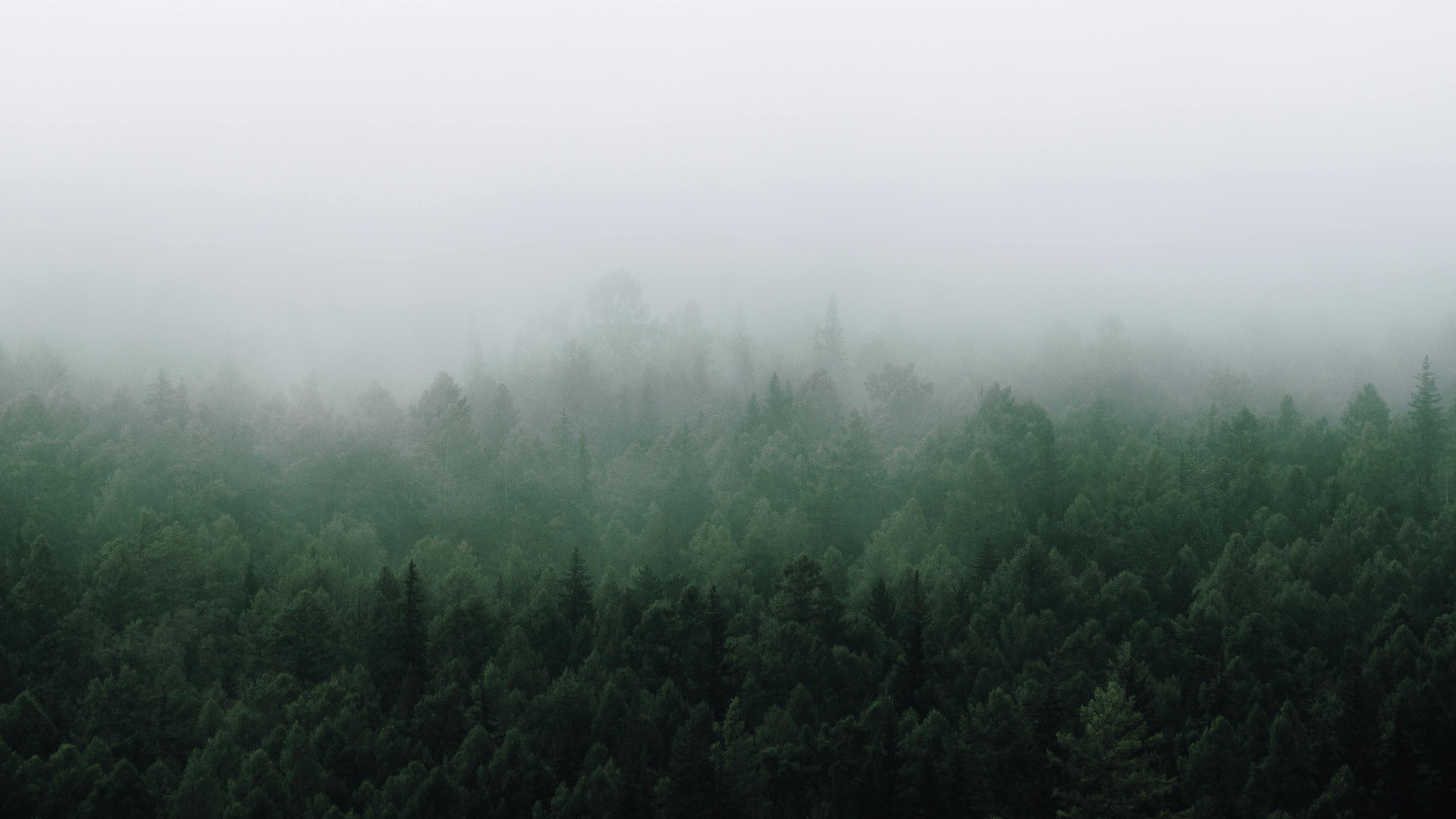Misty Forest in Ust-Kut, Irkutsk Region · Free Stock Photo