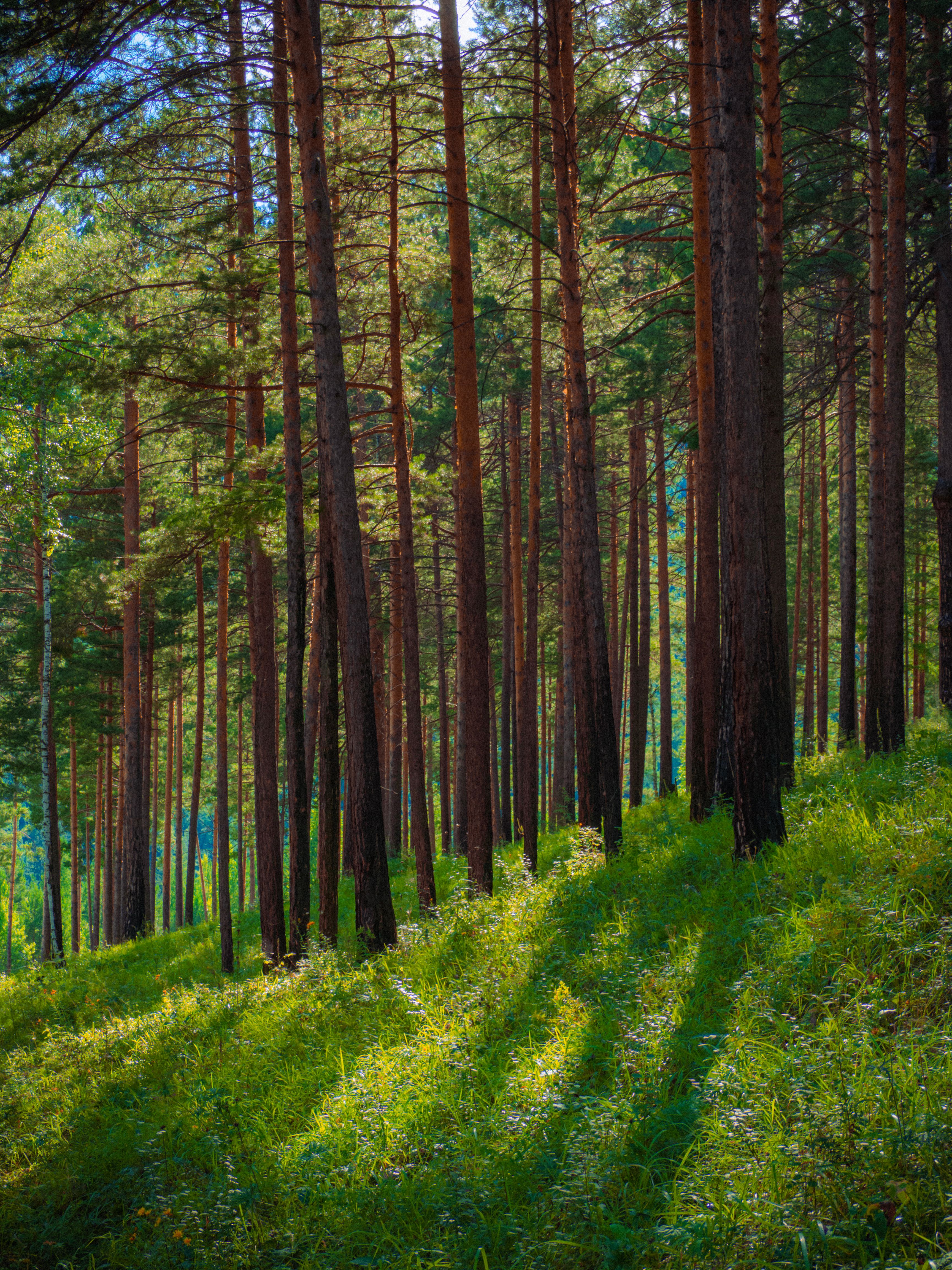 Serene Pine Forest in Irkutsk Region, Russia · Free Stock Photo