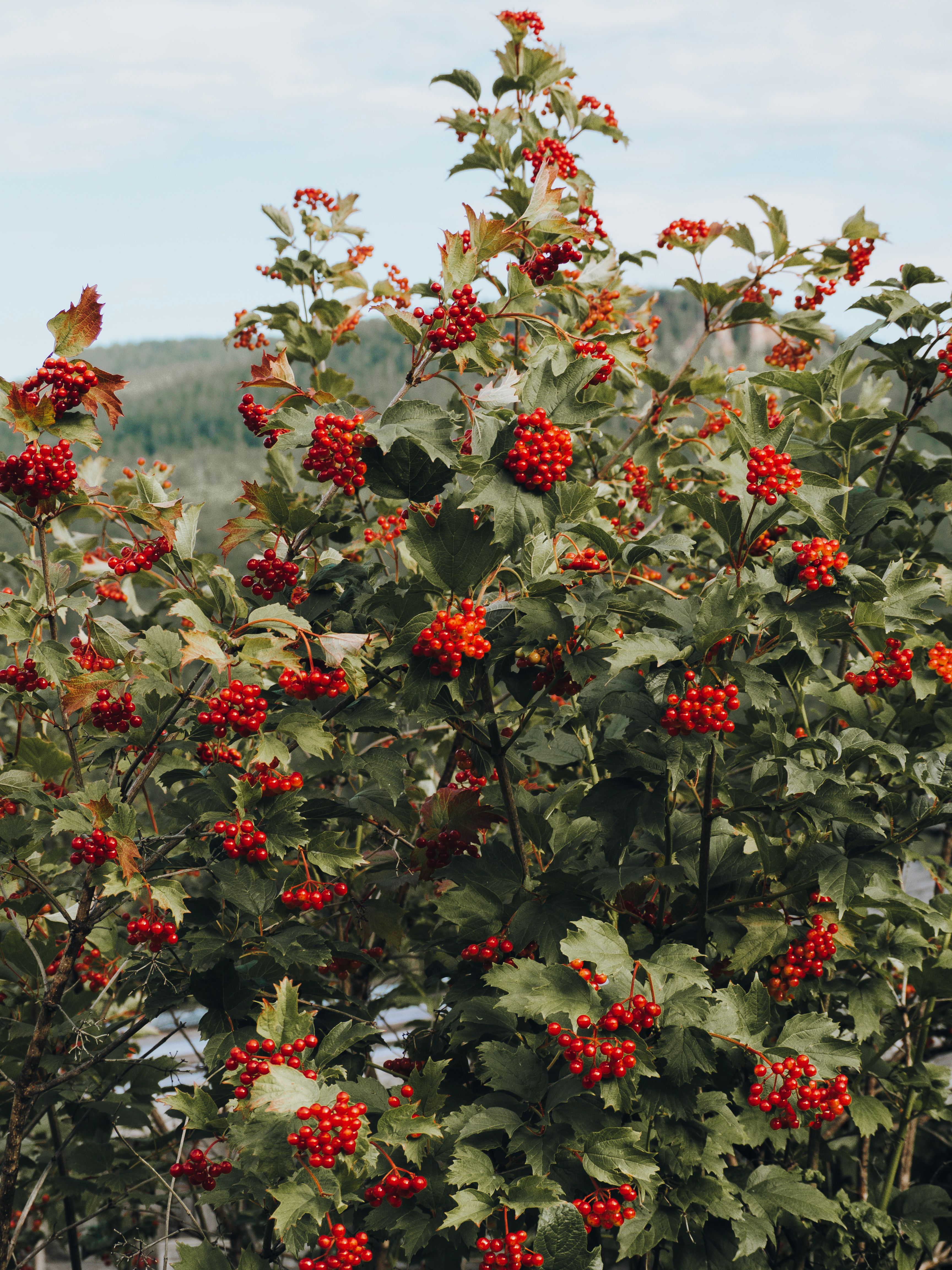 Vibrant Red Berries on Lush Green Bush in Russia · Free Stock Photo