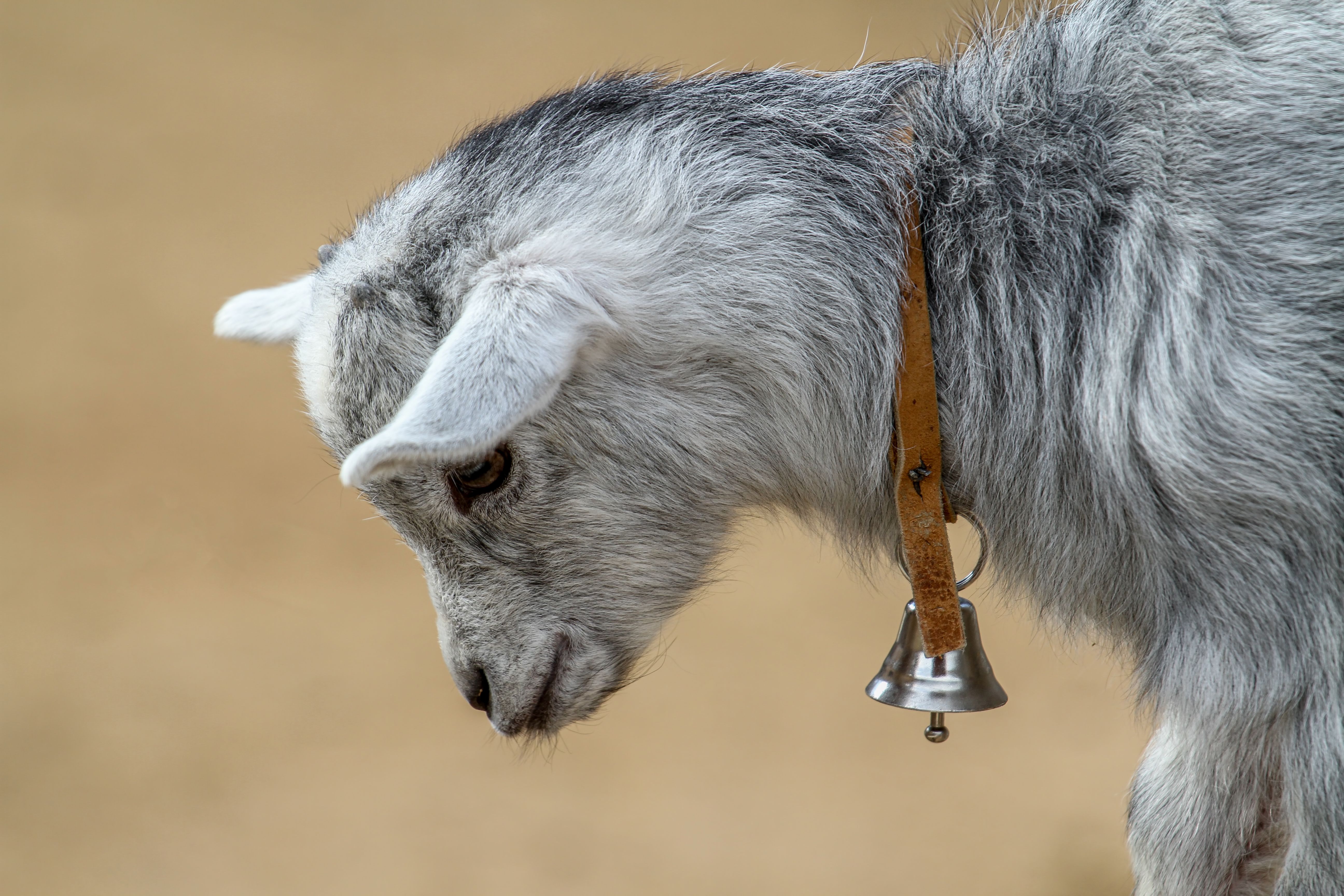 A goat with a bell on its neck · Free Stock Photo