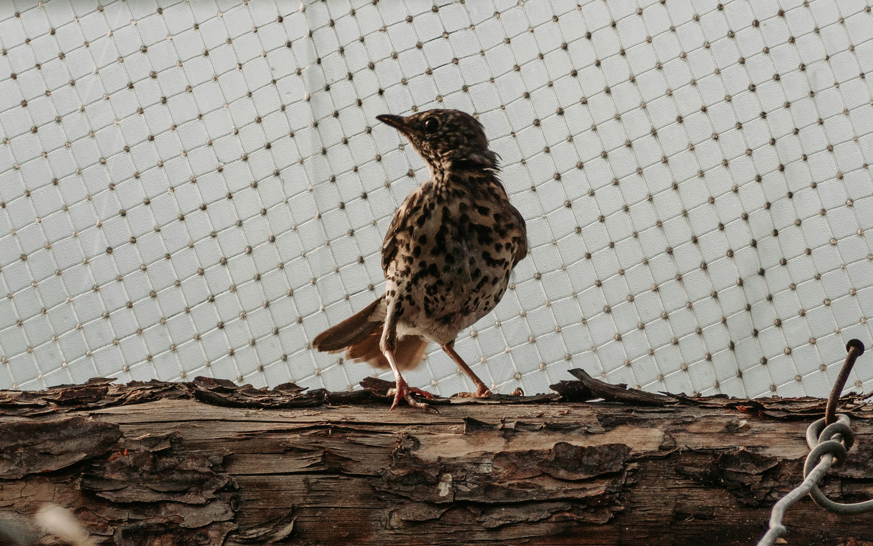 Spotted Bird Perched on Rustic Log · Free Stock Photo