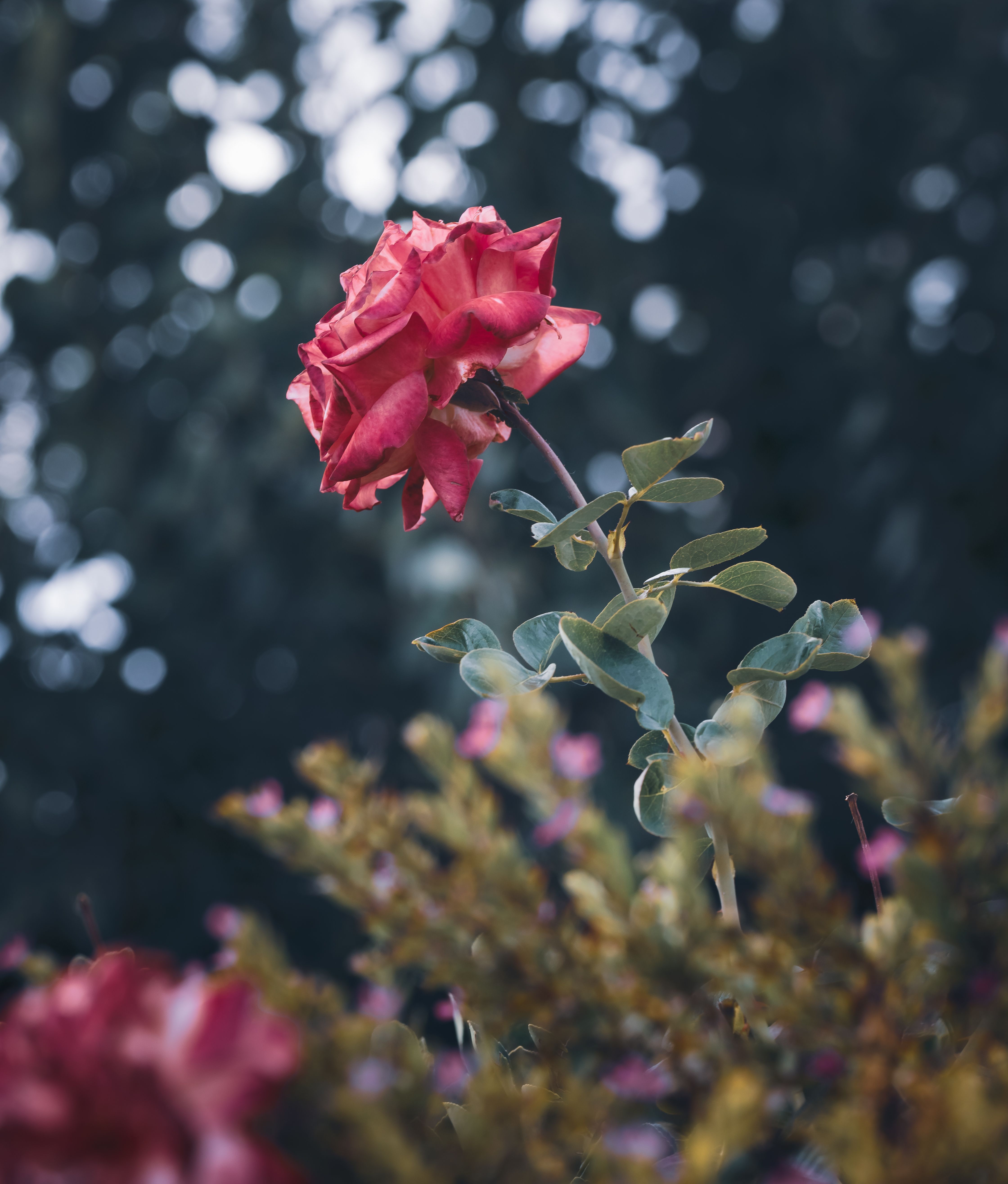 Red Rose in Nature · Free Stock Photo