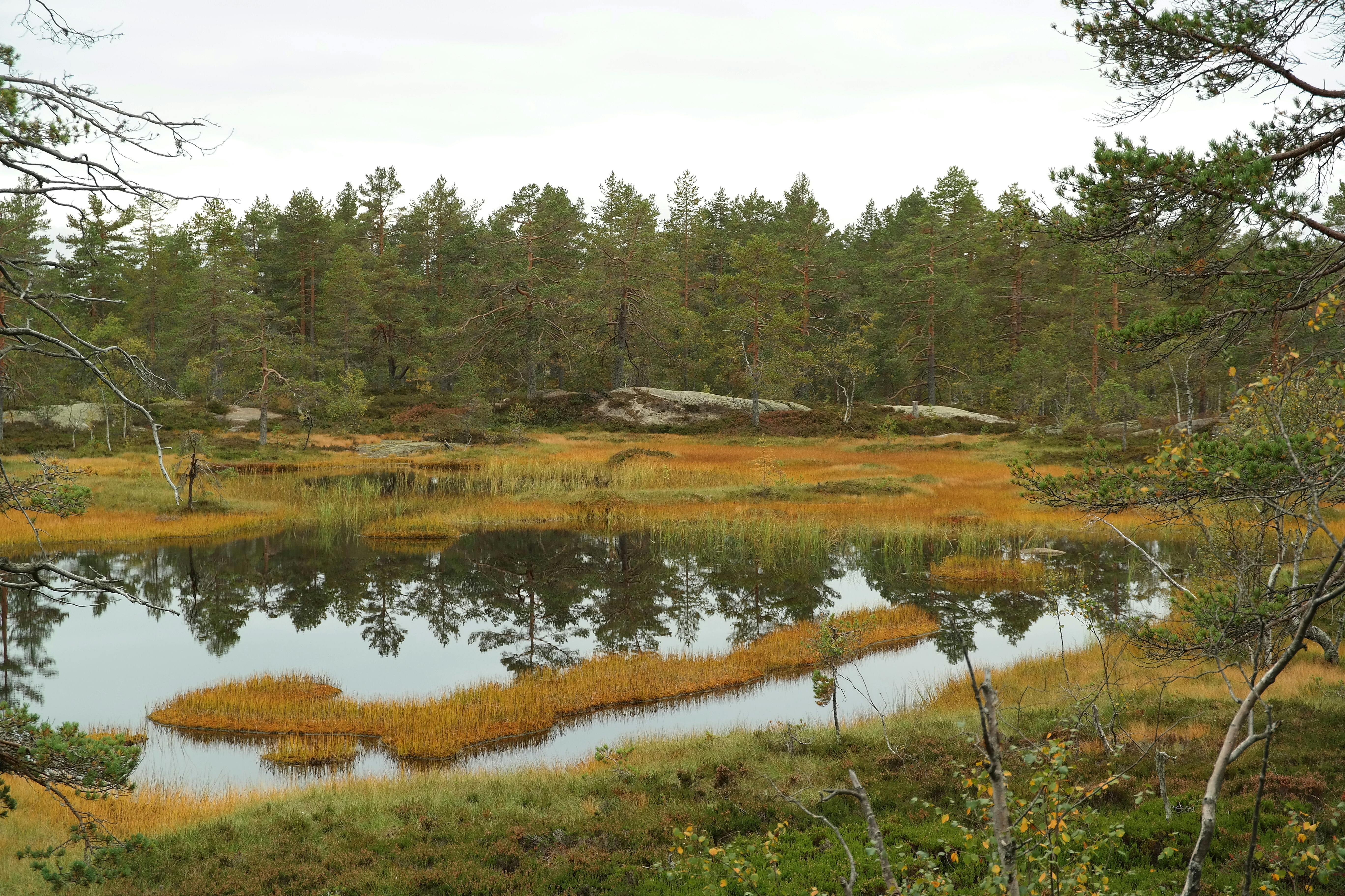 Miscellaneous Flora Photos, Download The BEST Free Miscellaneous Flora ...