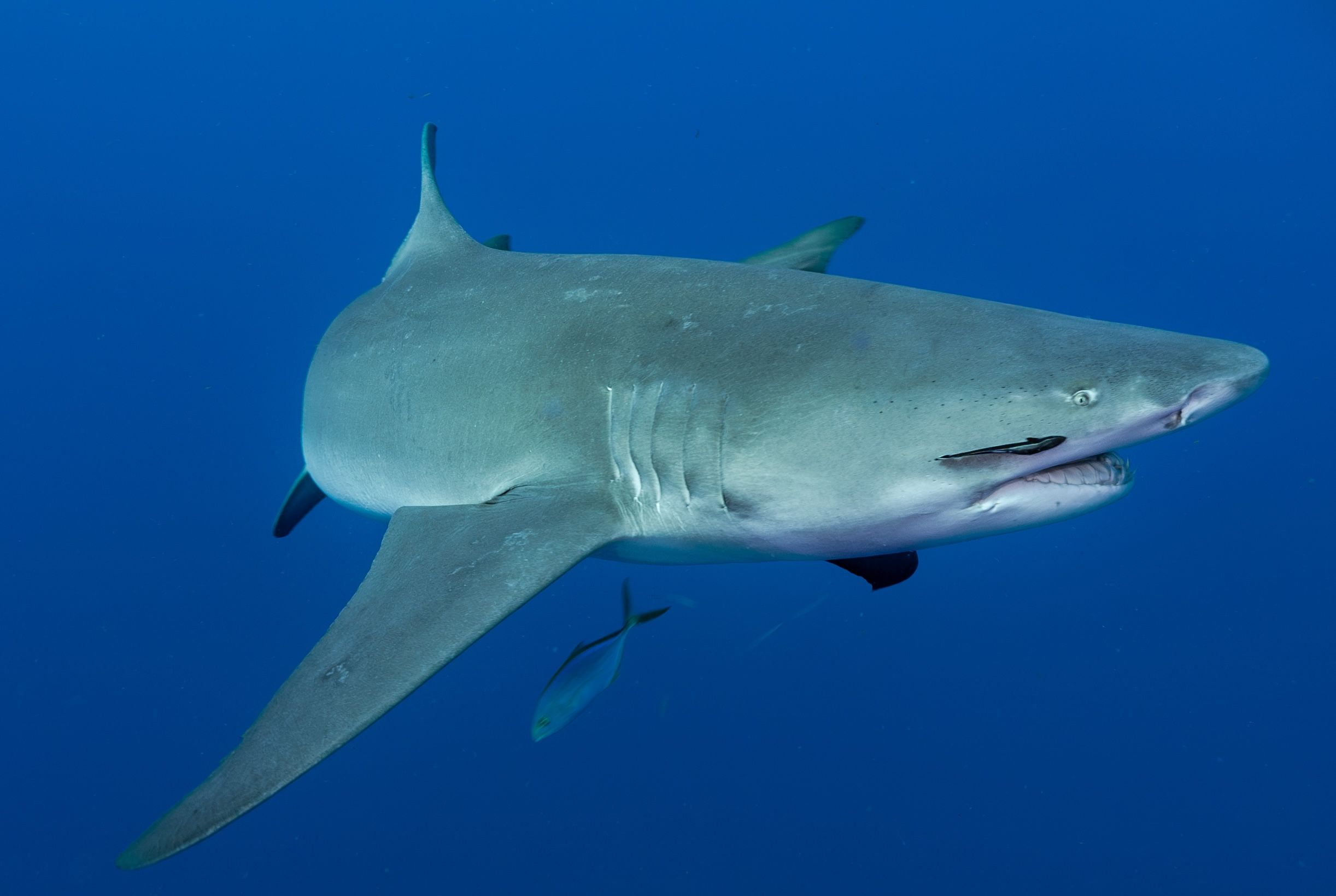 Photo of a Shark · Free Stock Photo