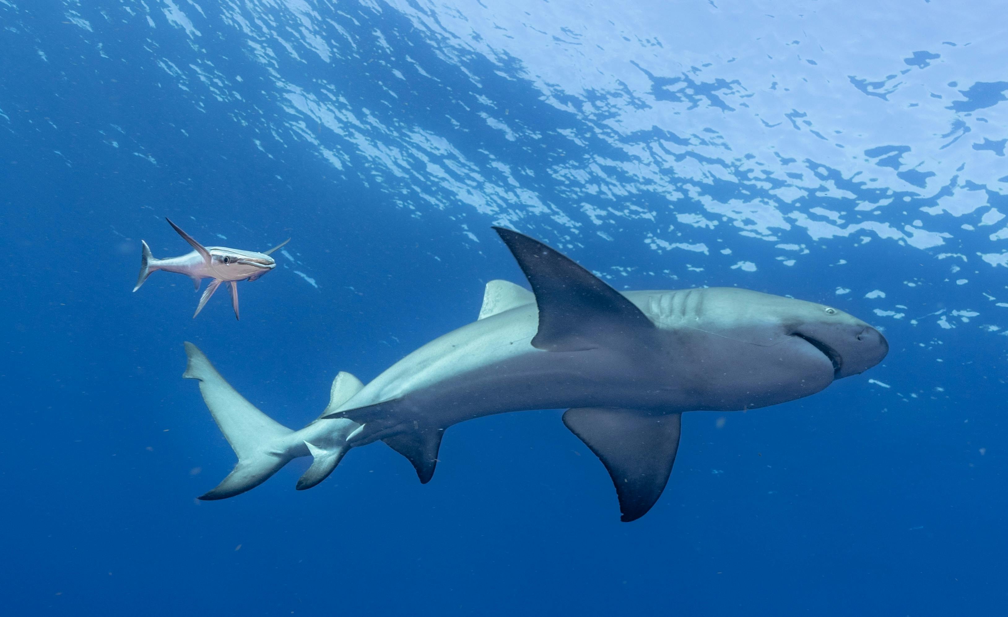 A Shark Underwater · Free Stock Photo
