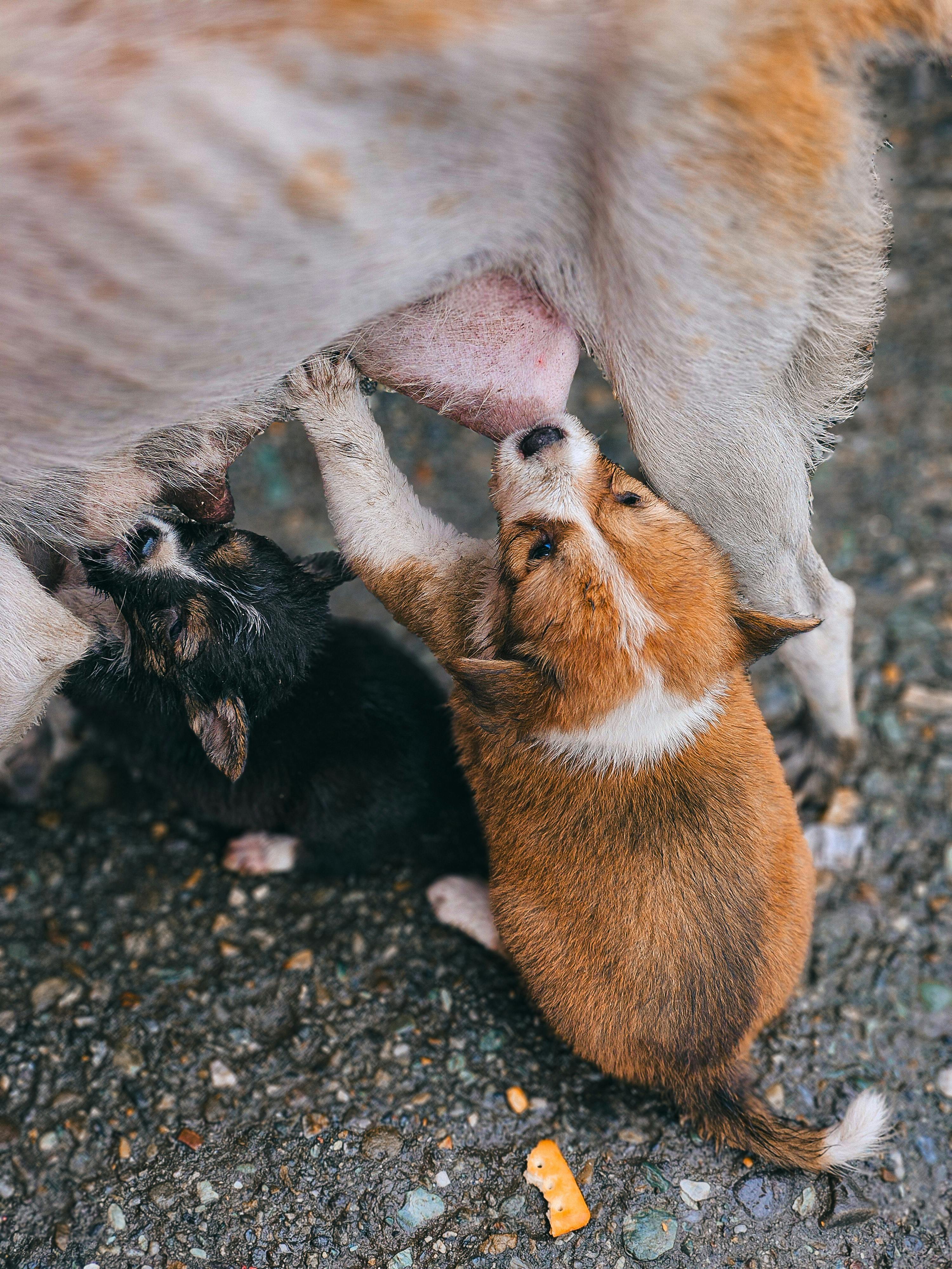 Feeding Dogs Photos, Download The BEST Free Feeding Dogs Stock Photos ...