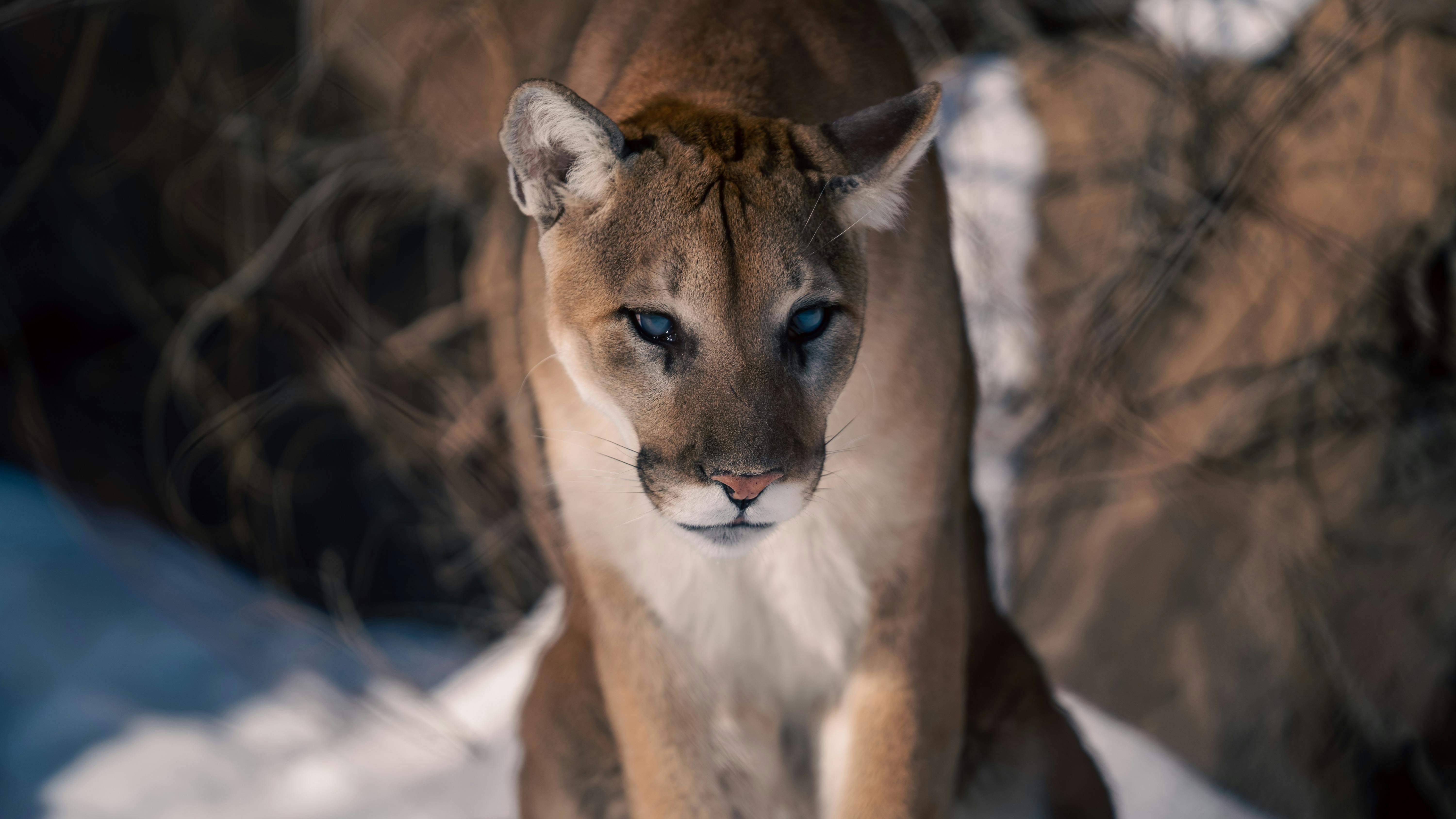 Impresionante Primer Plano De Un Puma Salvaje En Un Desierto Nevado ...