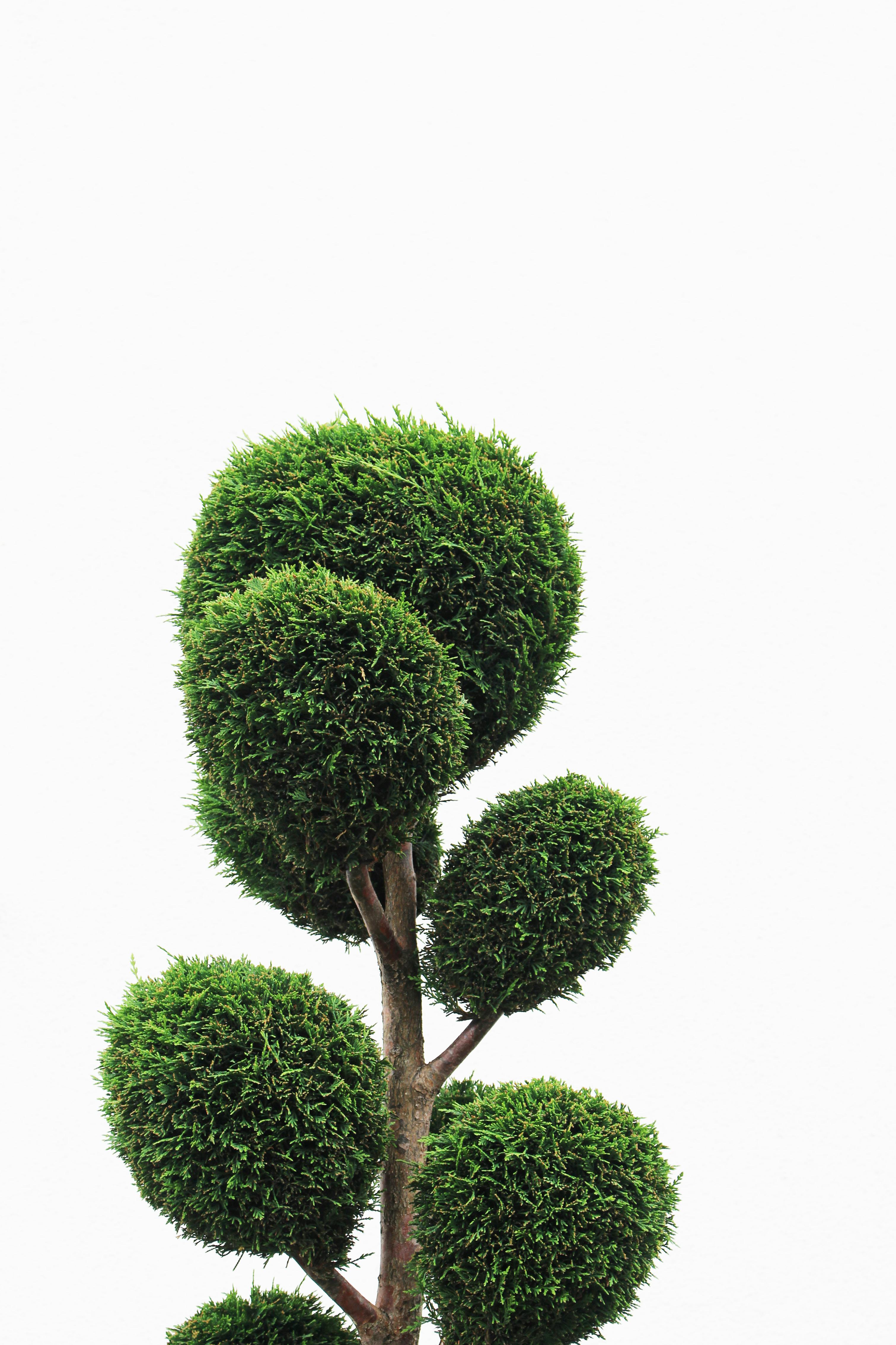Great Topiary Photos Pexels · Free Stock Photos