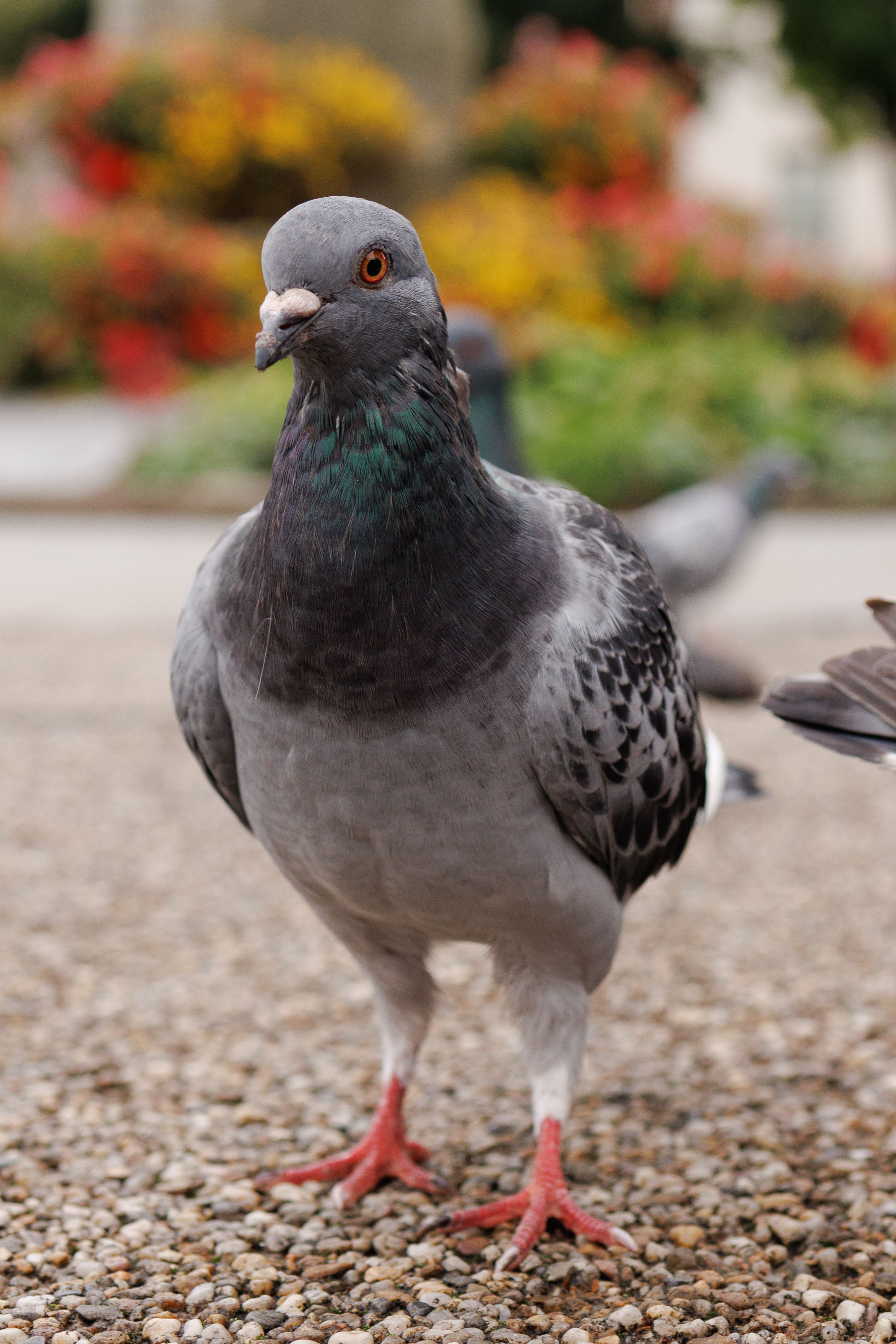 A pigeon is standing on the ground next to another pigeon · Free Stock ...