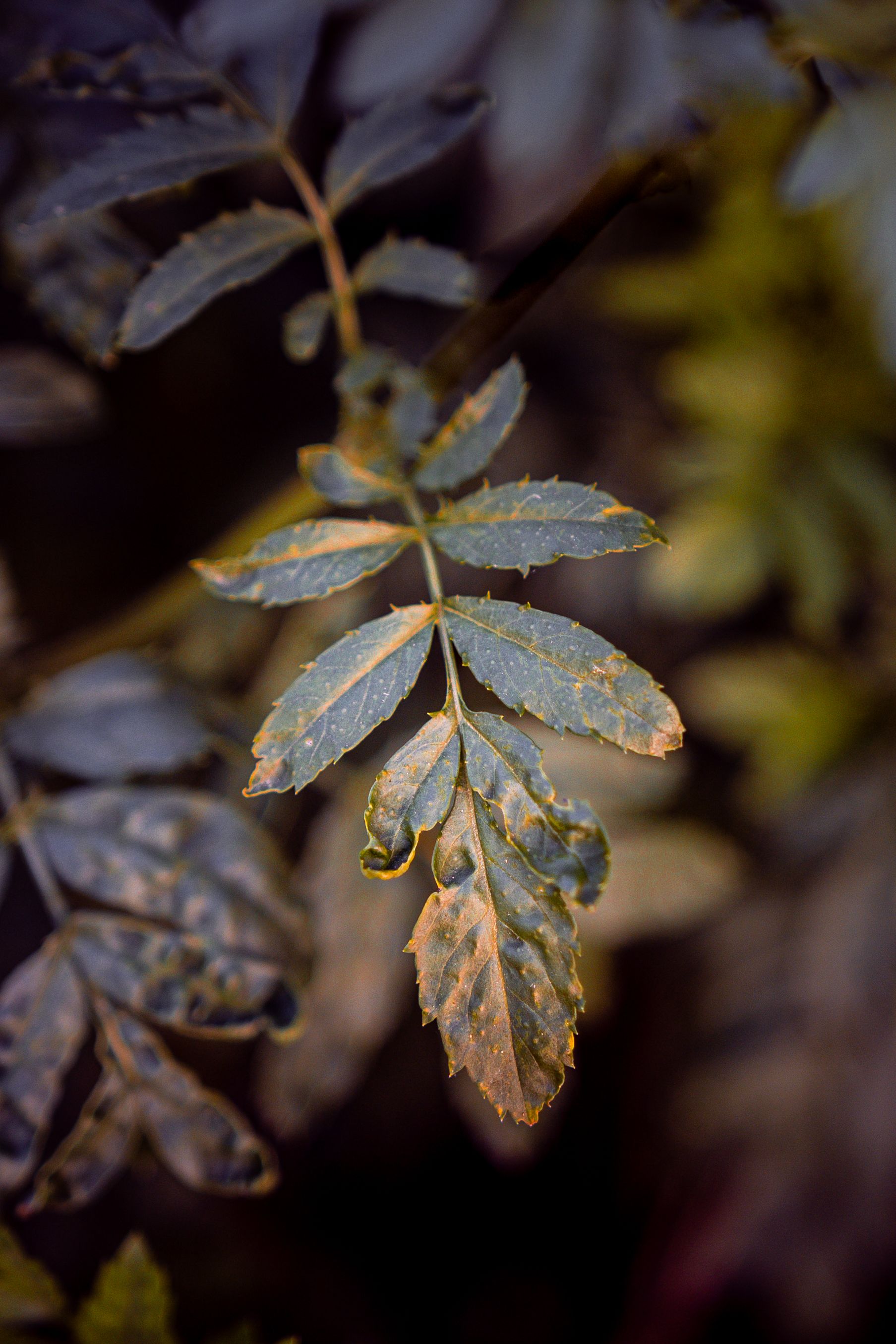 Brown Leaf Photo · Free Stock Photo