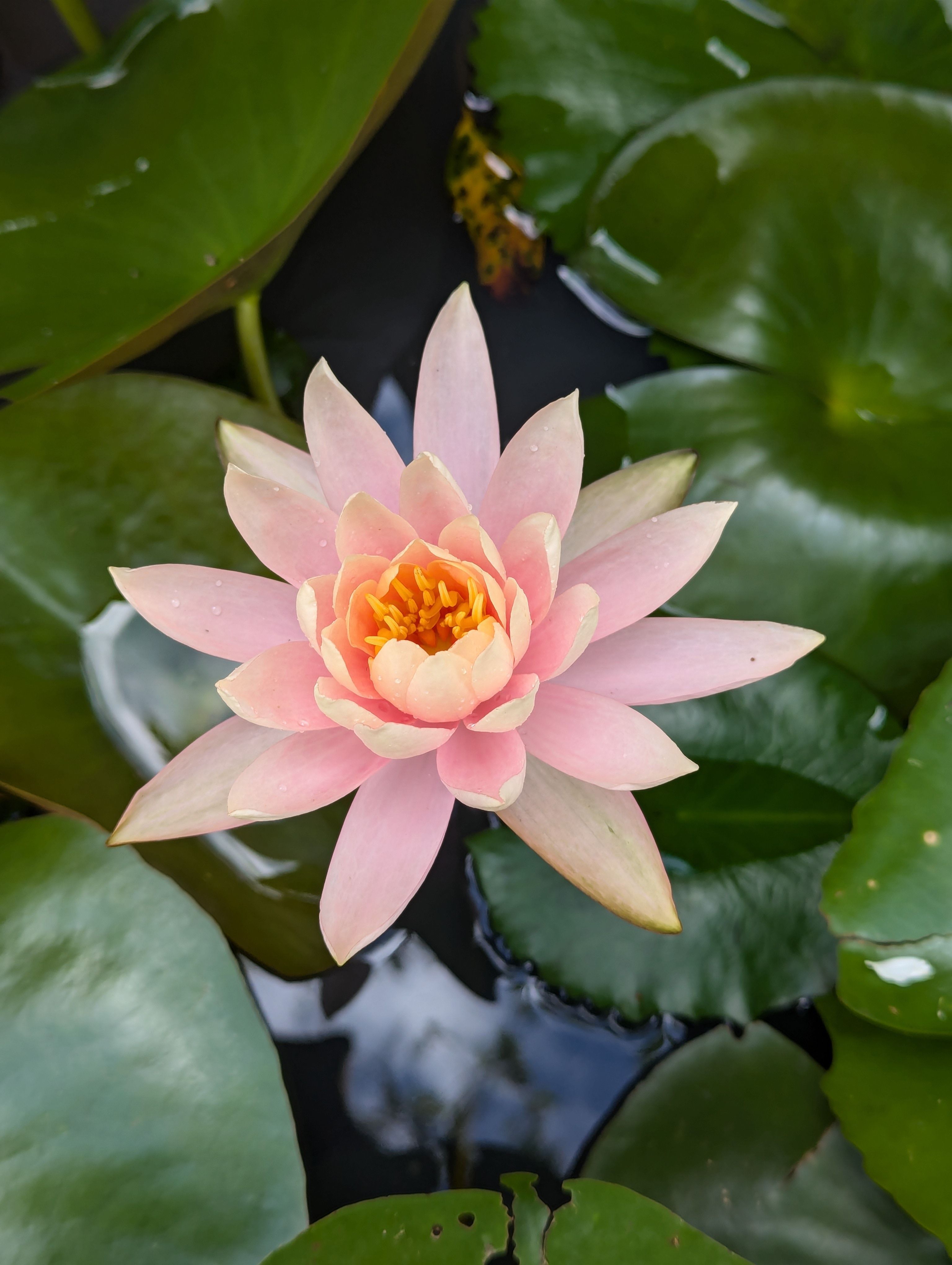 A Colorado Water Lily · Free Stock Photo