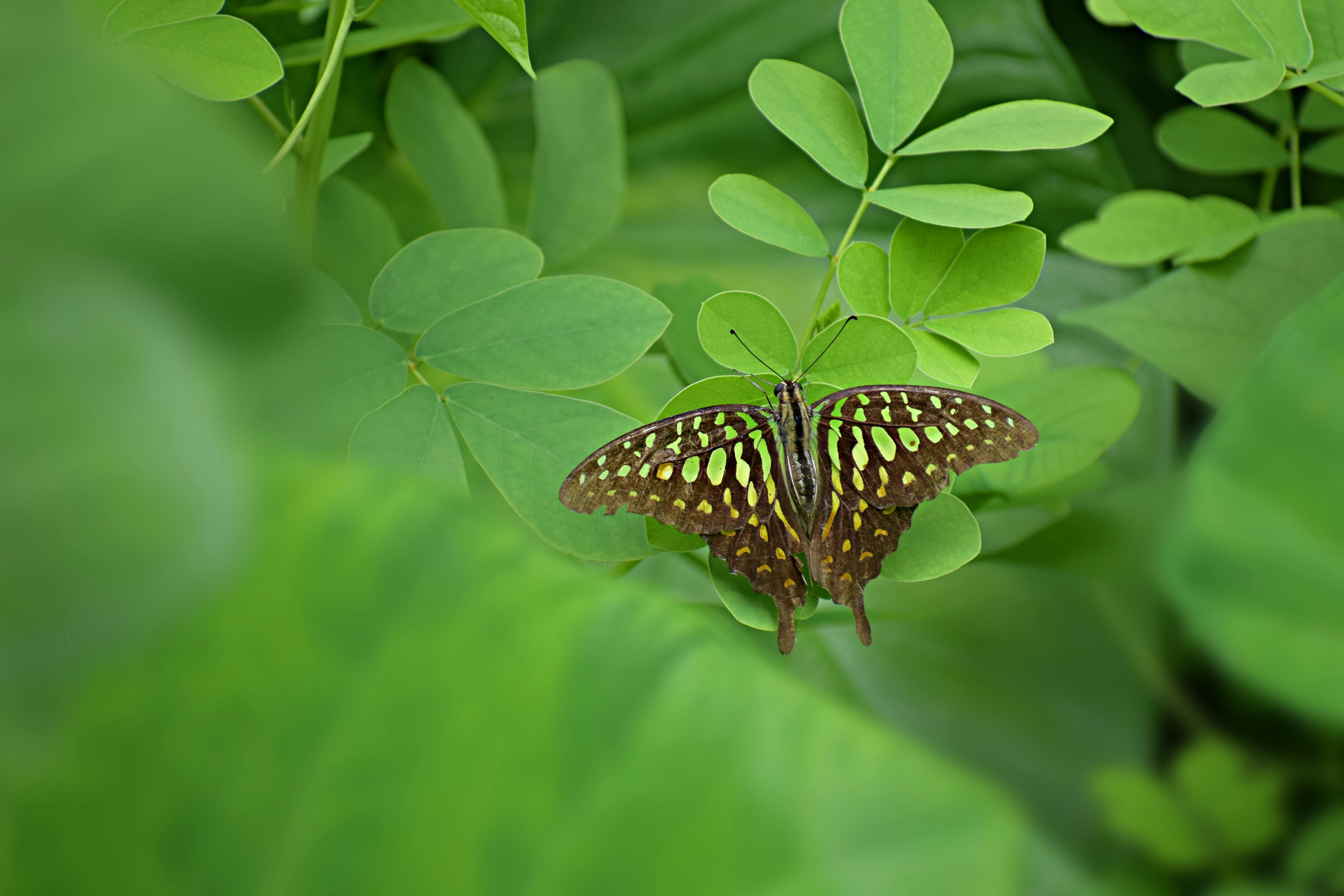 Rainforest Background Photos, Download The BEST Free Rainforest ...