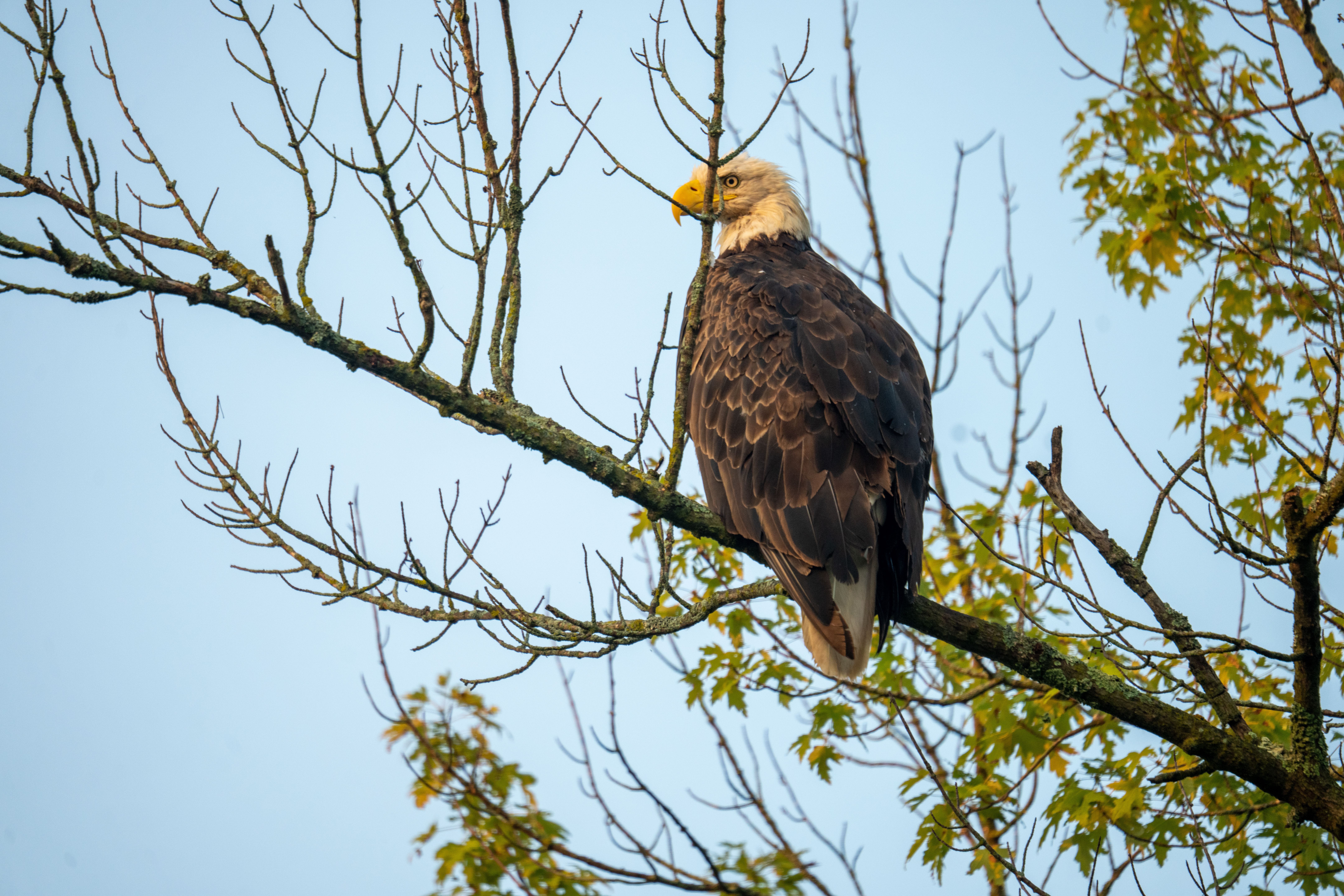 Bald Eagle on Tree · Free Stock Photo
